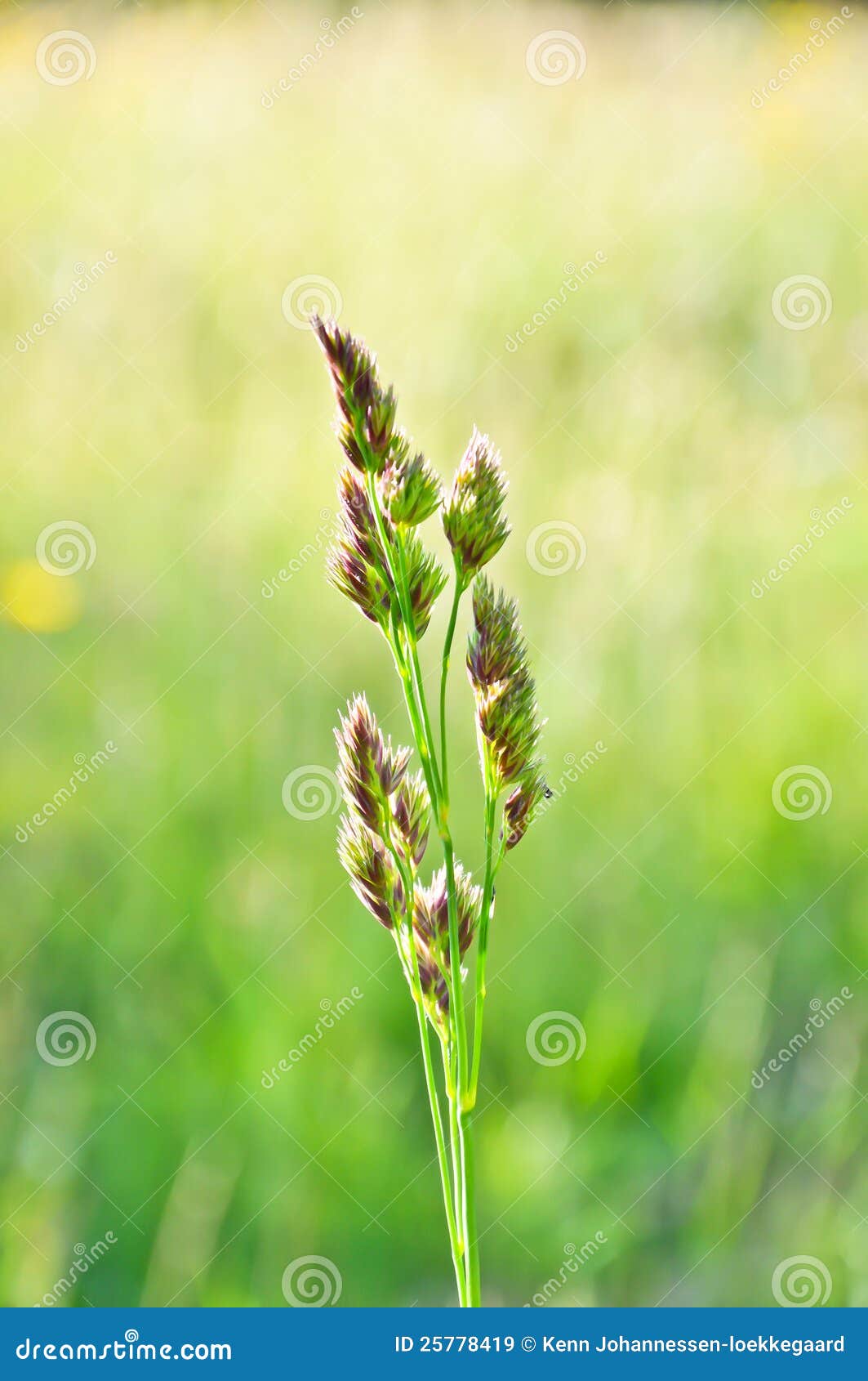 Single straw stock image. Image of summertime, single - 25778419