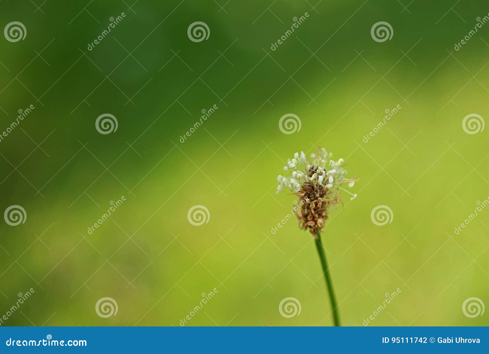 Single straw of clover stock photo. Image of tiny, plant - 95111742