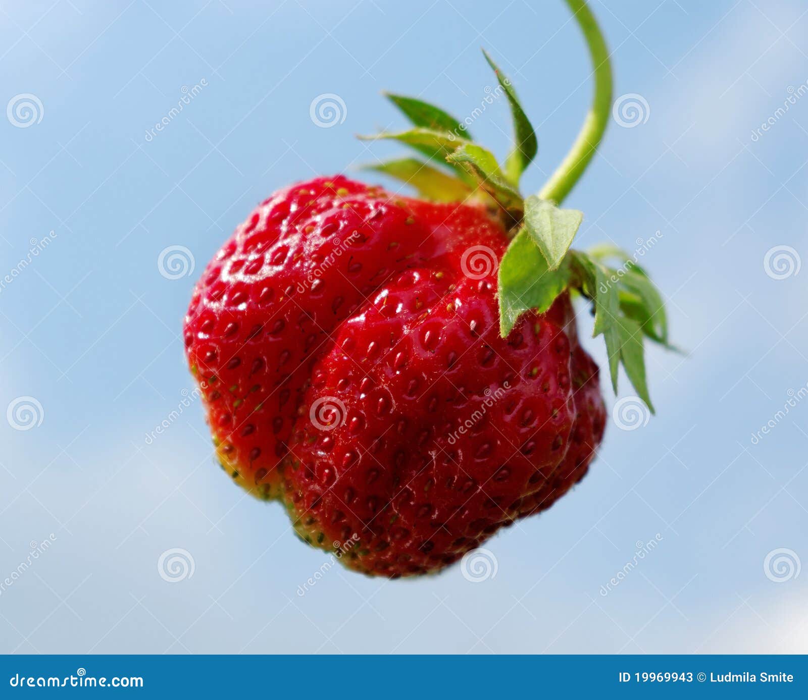 Single strawberry. stock image. Image of photographic - 19969943