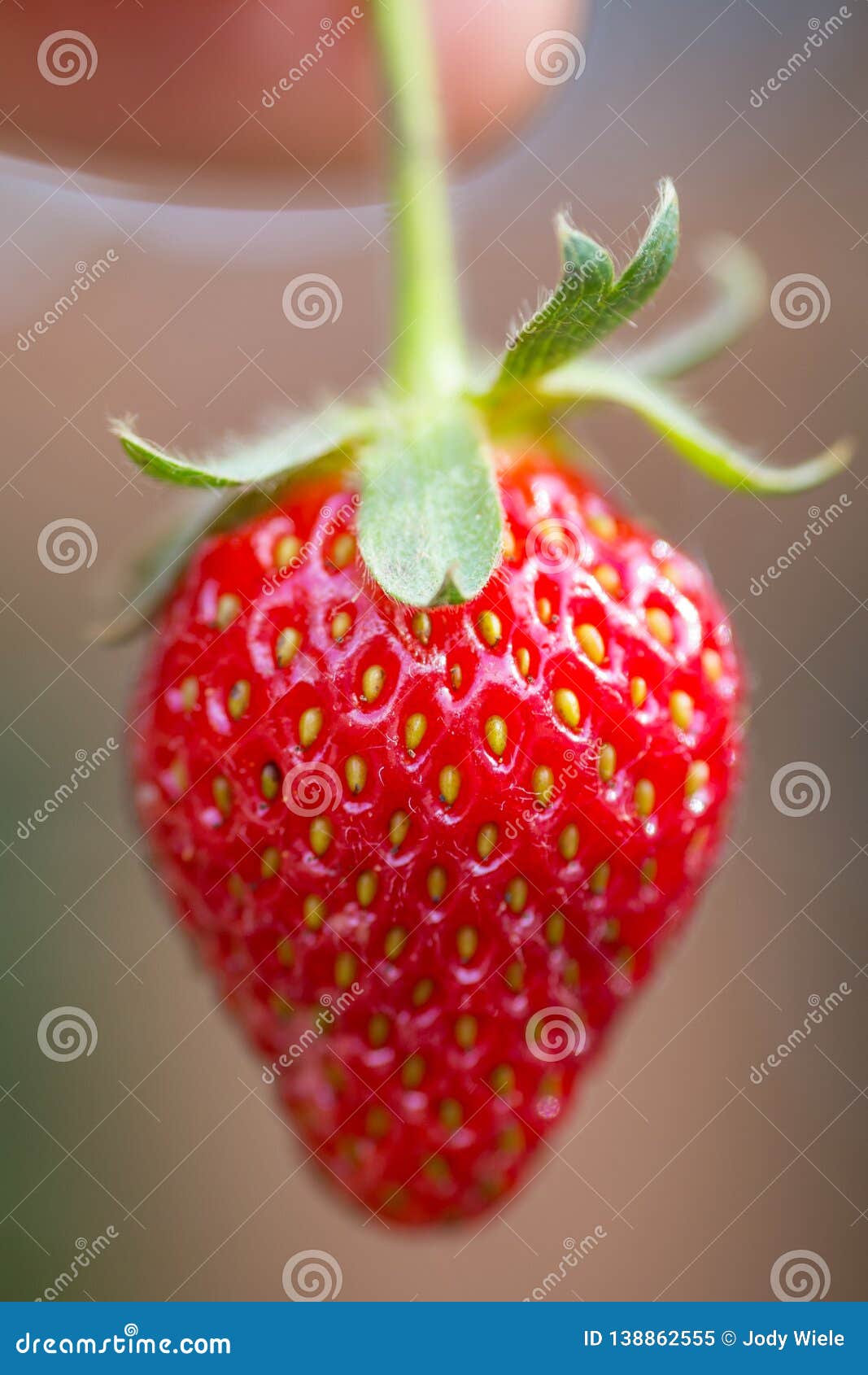 Single Strawberry Being Held by the Stem Stock Image - Image of june ...