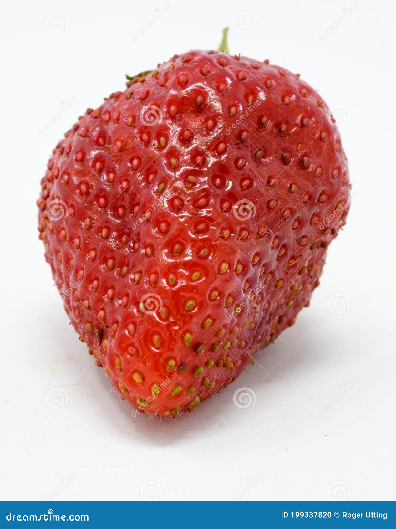 A single strawberry stock photo. Image of fragaria, seed - 199337820