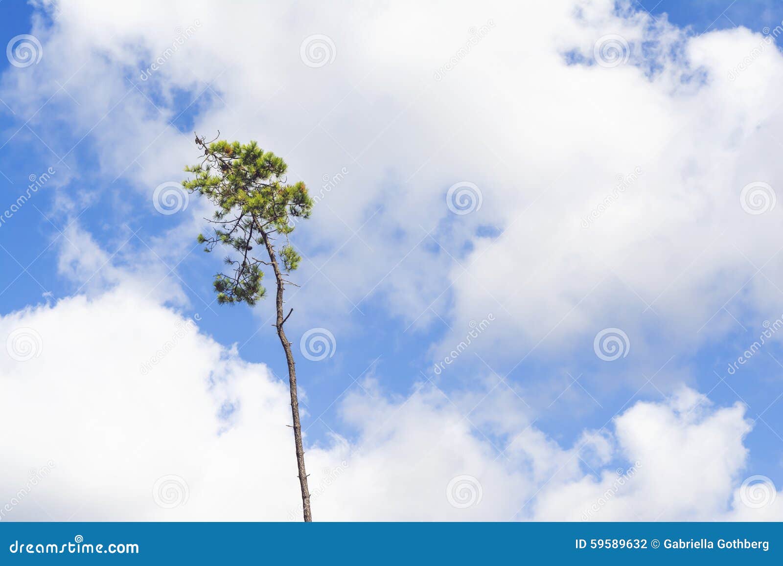Single, Striving Pine Tree Against a Blue and White Summer Sky. Stock ...
