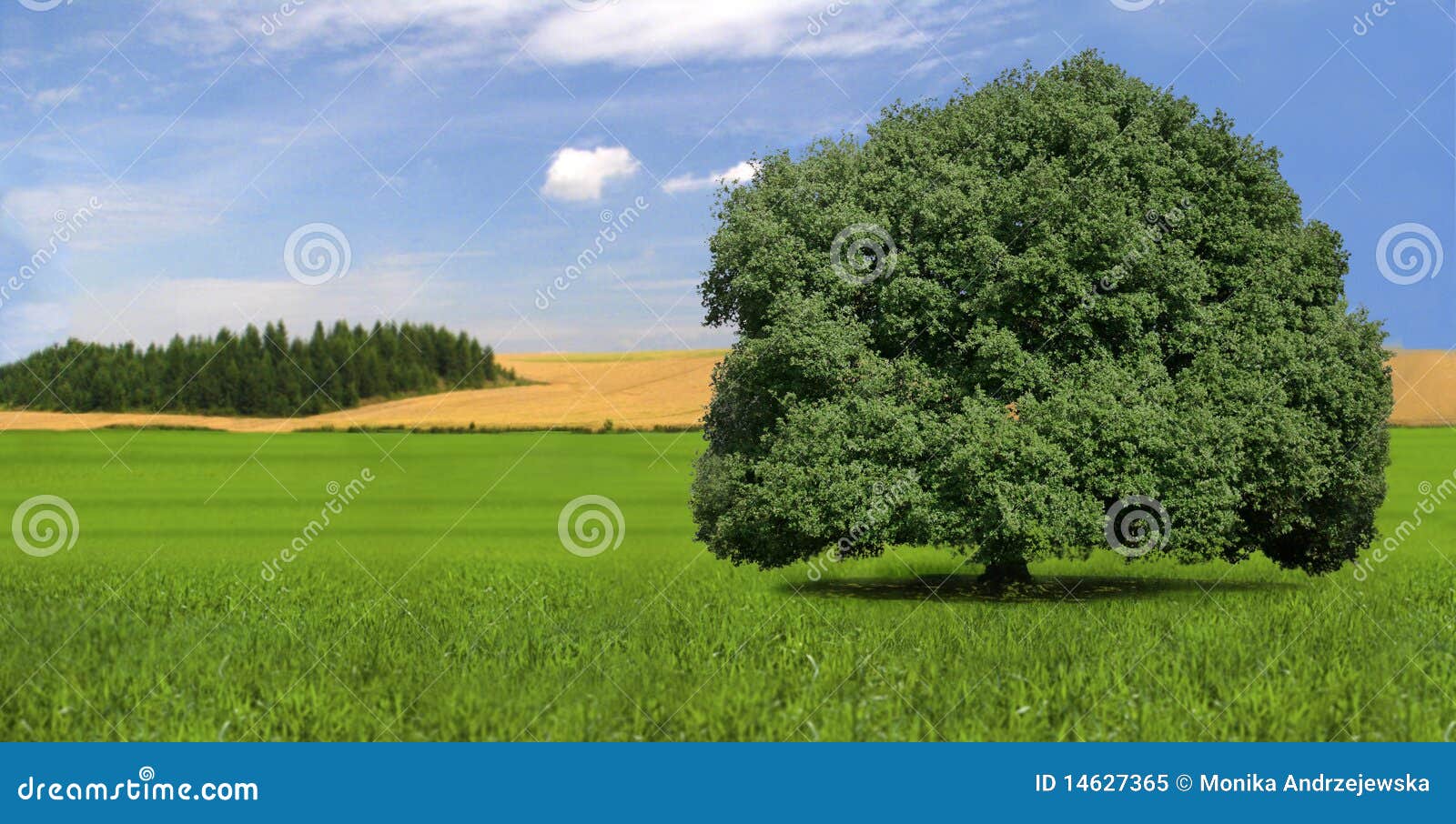 Strong Tree Royalty-Free Stock Photography | CartoonDealer.com #70592171