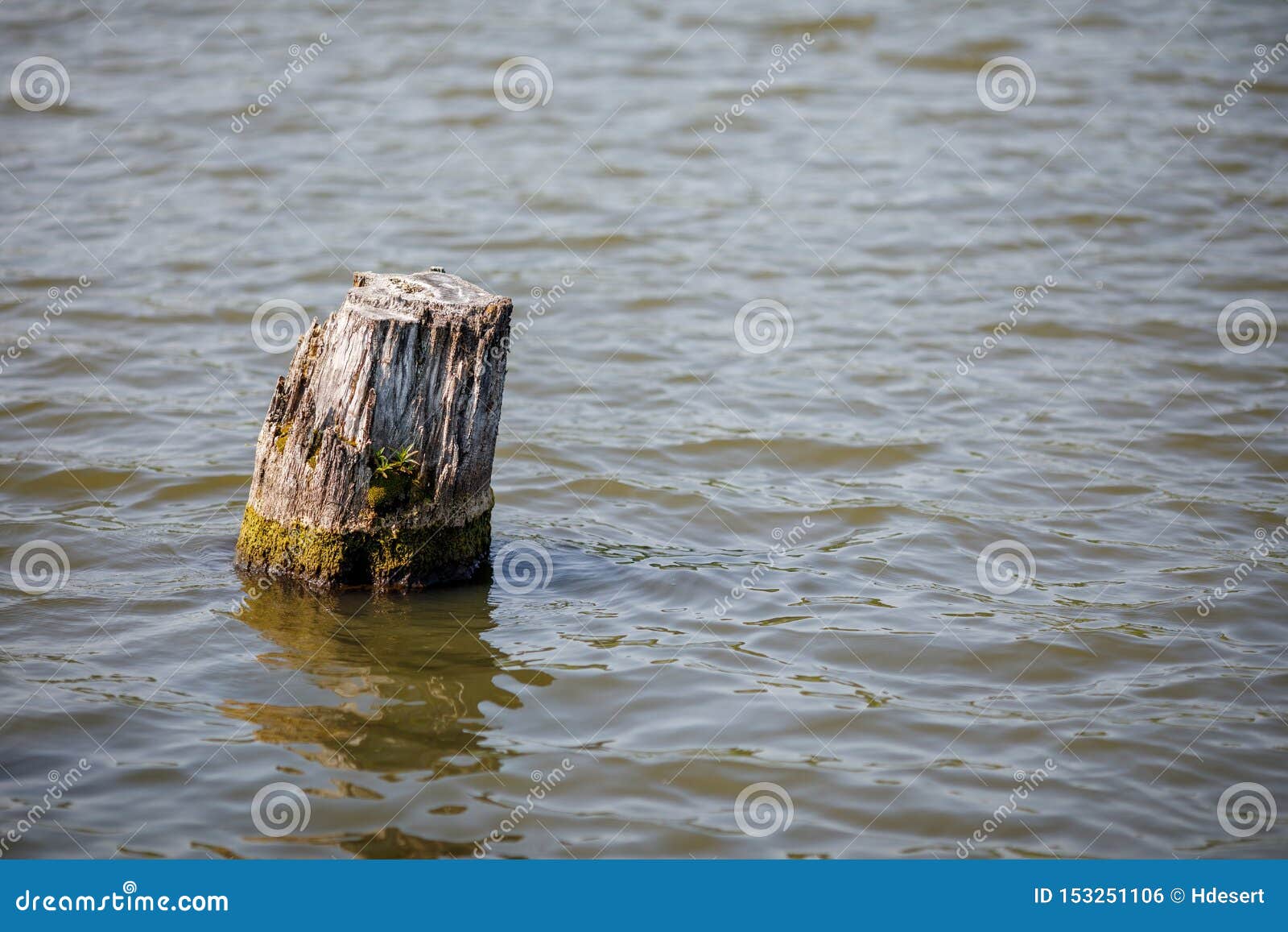 Single Stump in Wavy Pond Water Background Stock Photo - Image of clean ...