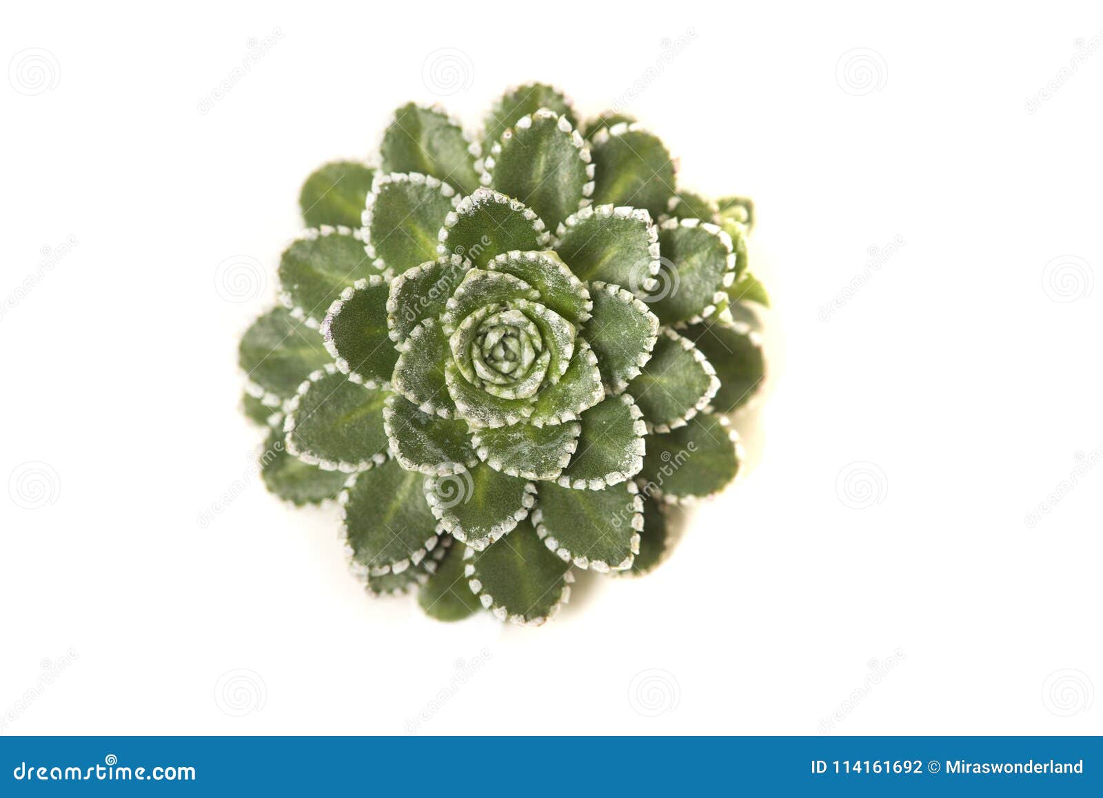 Single Succulent Plant on a White Background Stock Photo - Image of ...
