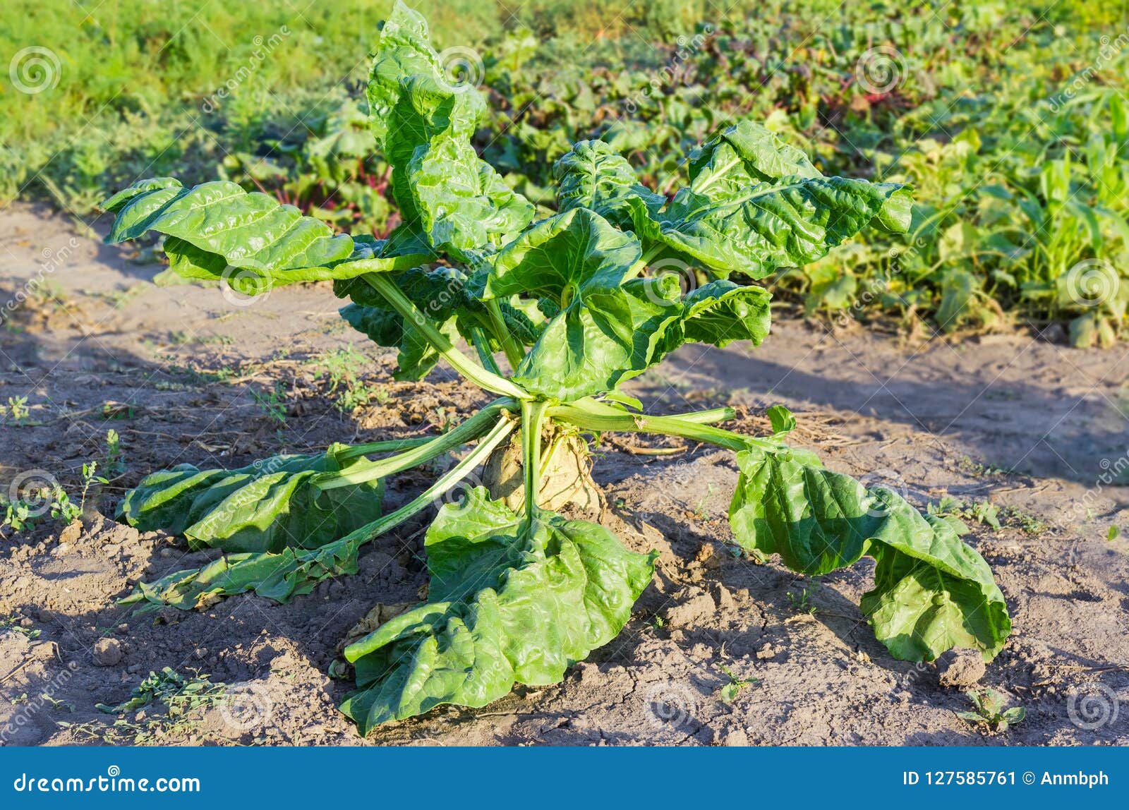 Single Sugar Beet on a Plantation Stock Image - Image of outdoor, land ...