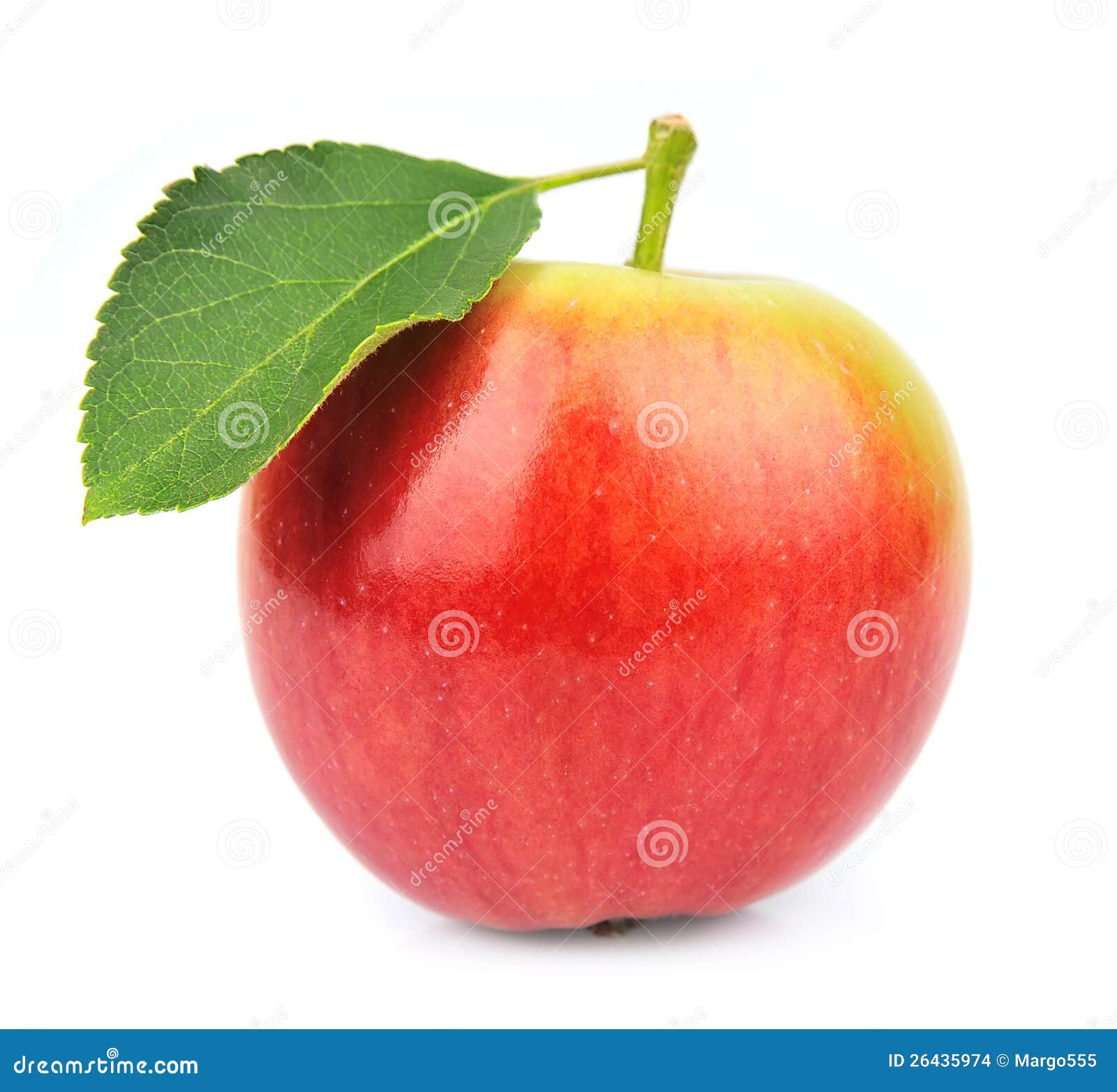 Single summer apple stock photo. Image of dessert, antioxidant - 26435974