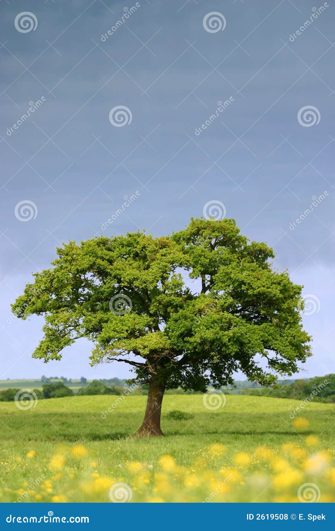 Single summer tree stock photo. Image of peaceful, farmland - 2619508