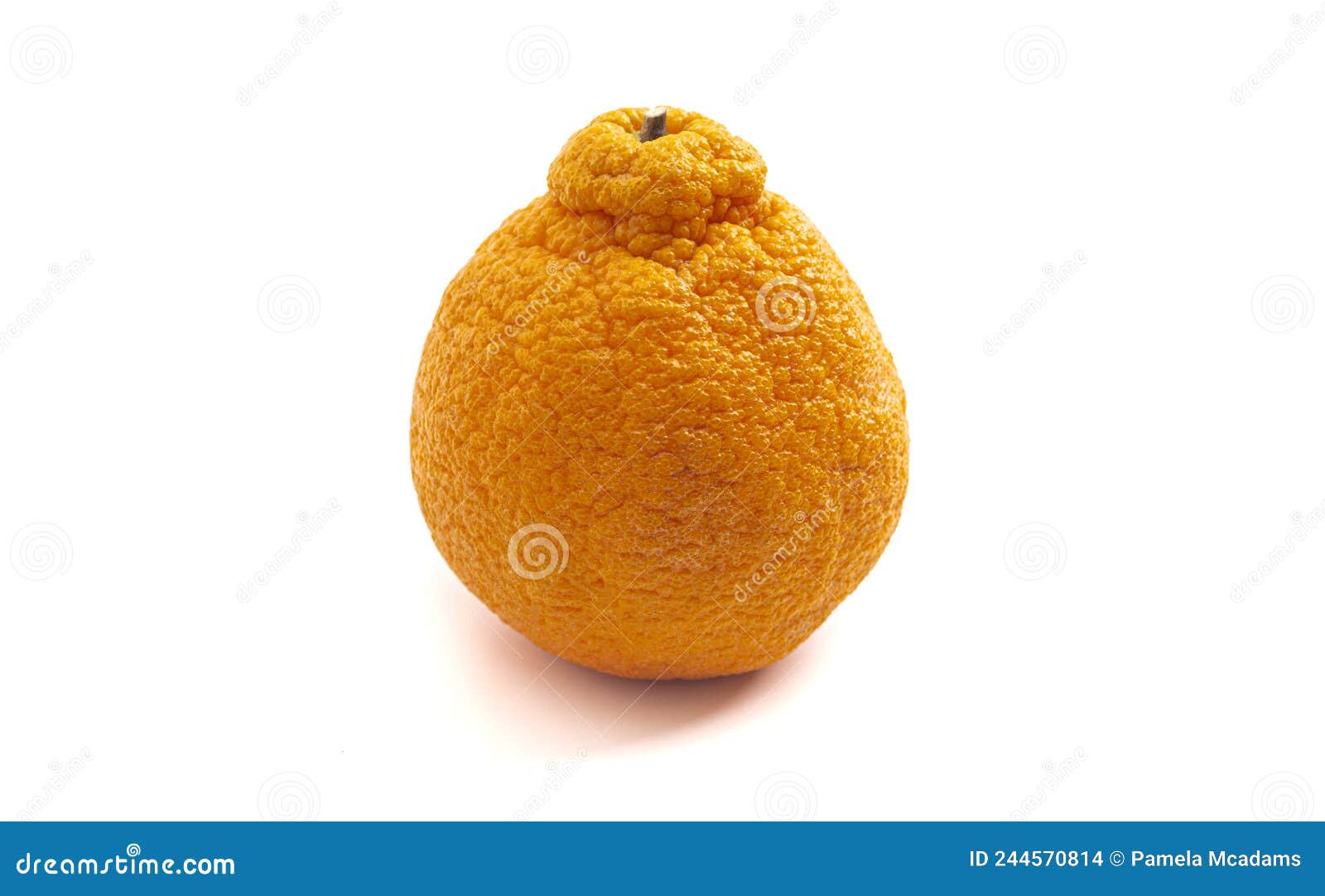 A Single Sumo Orange on a White Background Stock Photo - Image of ...
