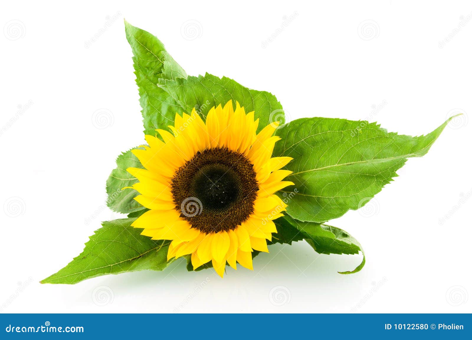 Single Sunflower Stock Photo - Image: 10122580