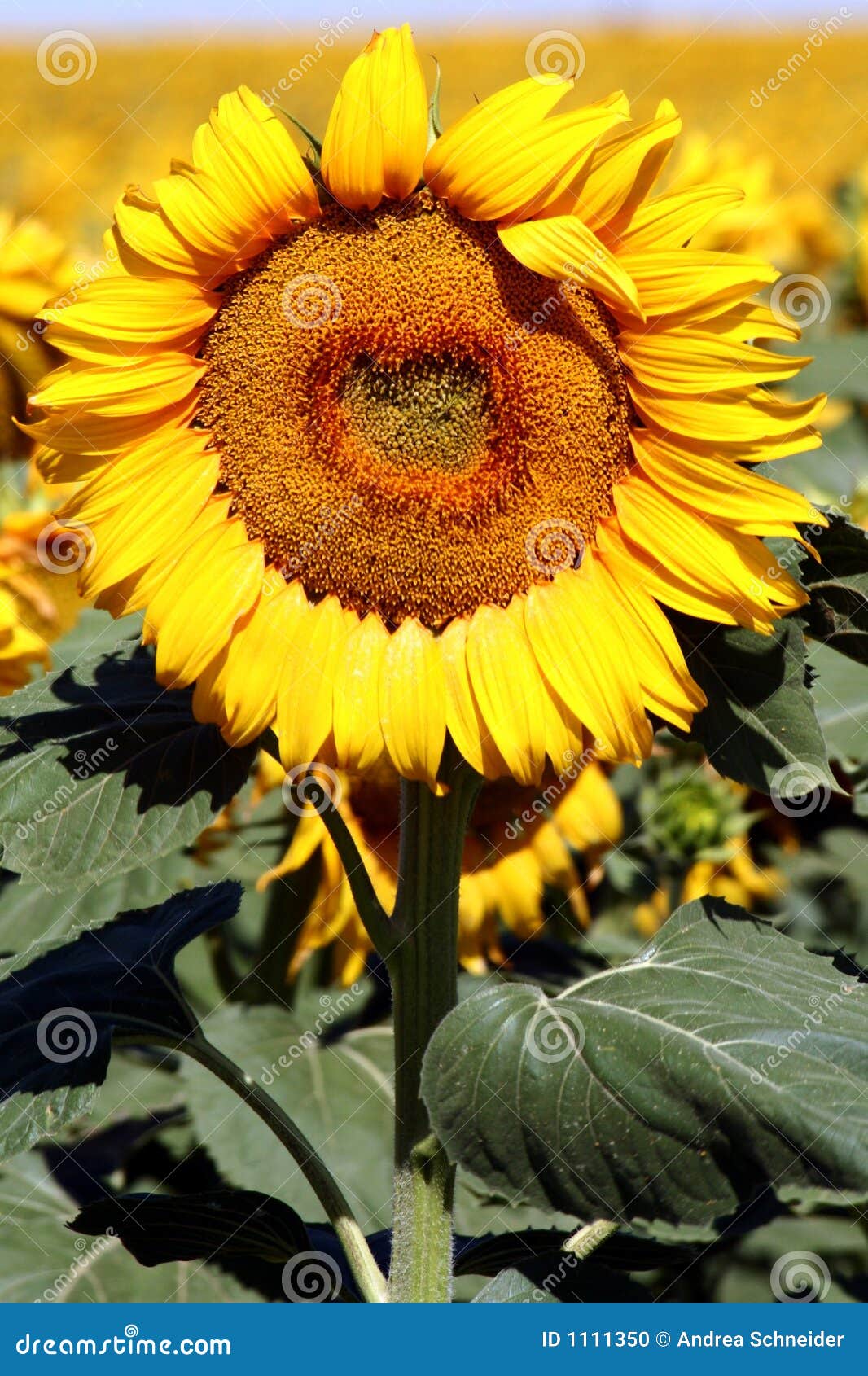 Single sunflower stock photo. Image of petal, plant, green - 1111350
