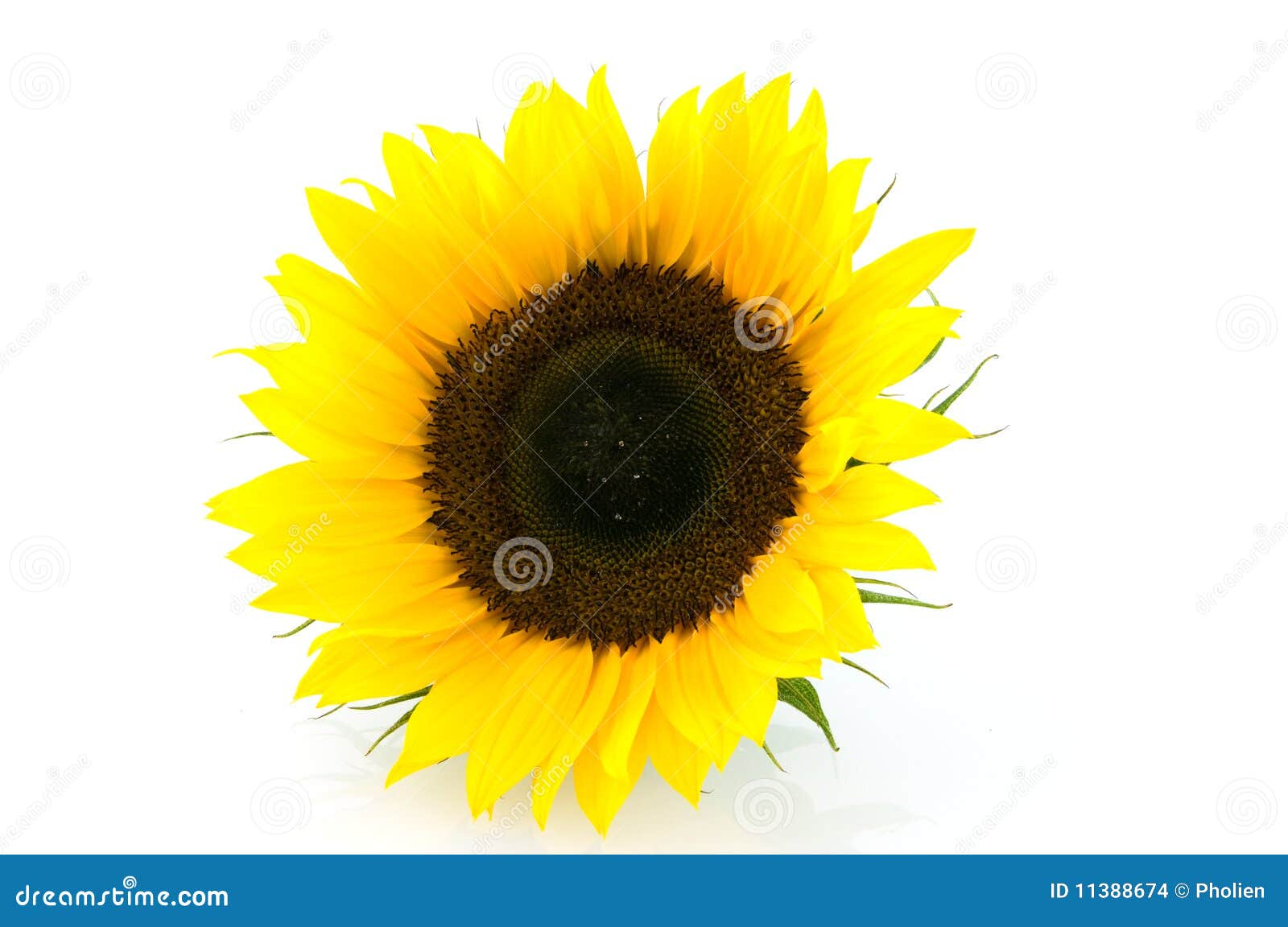 Single Sunflower Against The Backdrop Of A Beautiful Sunset Royalty ...