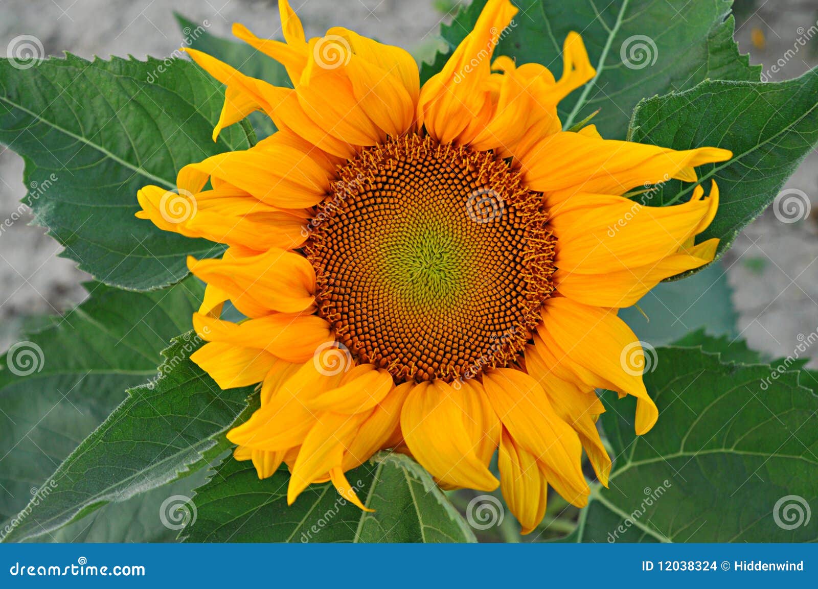 Single sunflower stock photo. Image of earth, sunflower - 12038324