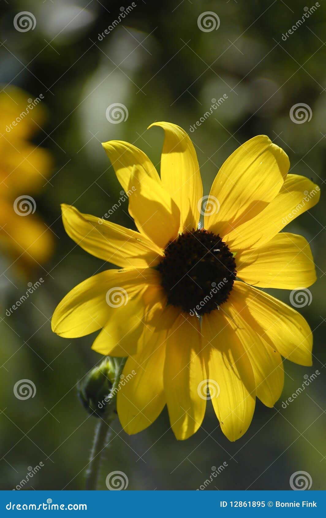 Single sunflower stock image. Image of helianthus, flora - 12861895