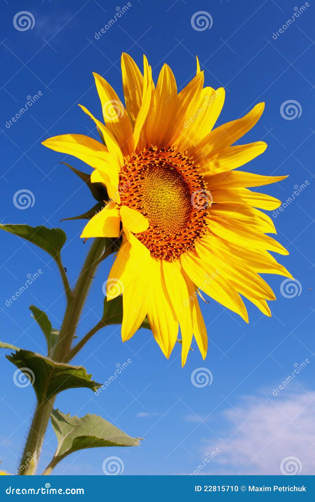 Single Sunflower Against The Backdrop Of A Beautiful Sunset Royalty ...