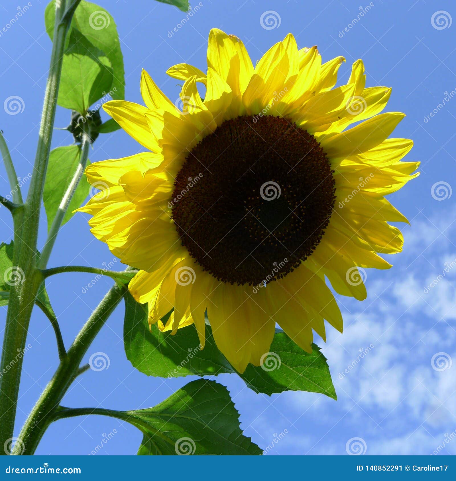 A Single Sunflower Against the Blue Sky Stock Image - Image of summer ...
