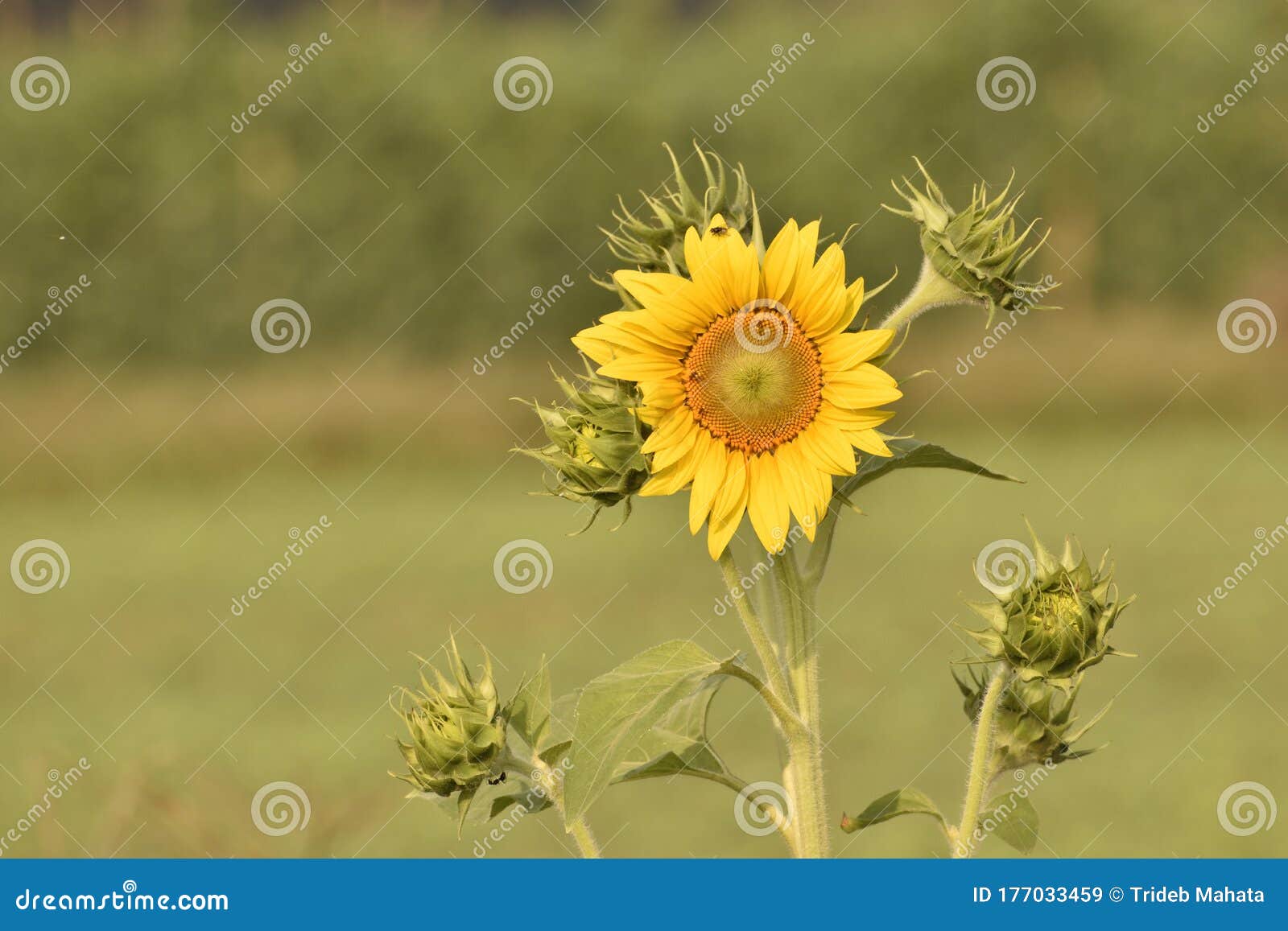 Single Sunflower or Best Yellow Color Sunflower Stock Image - Image of ...