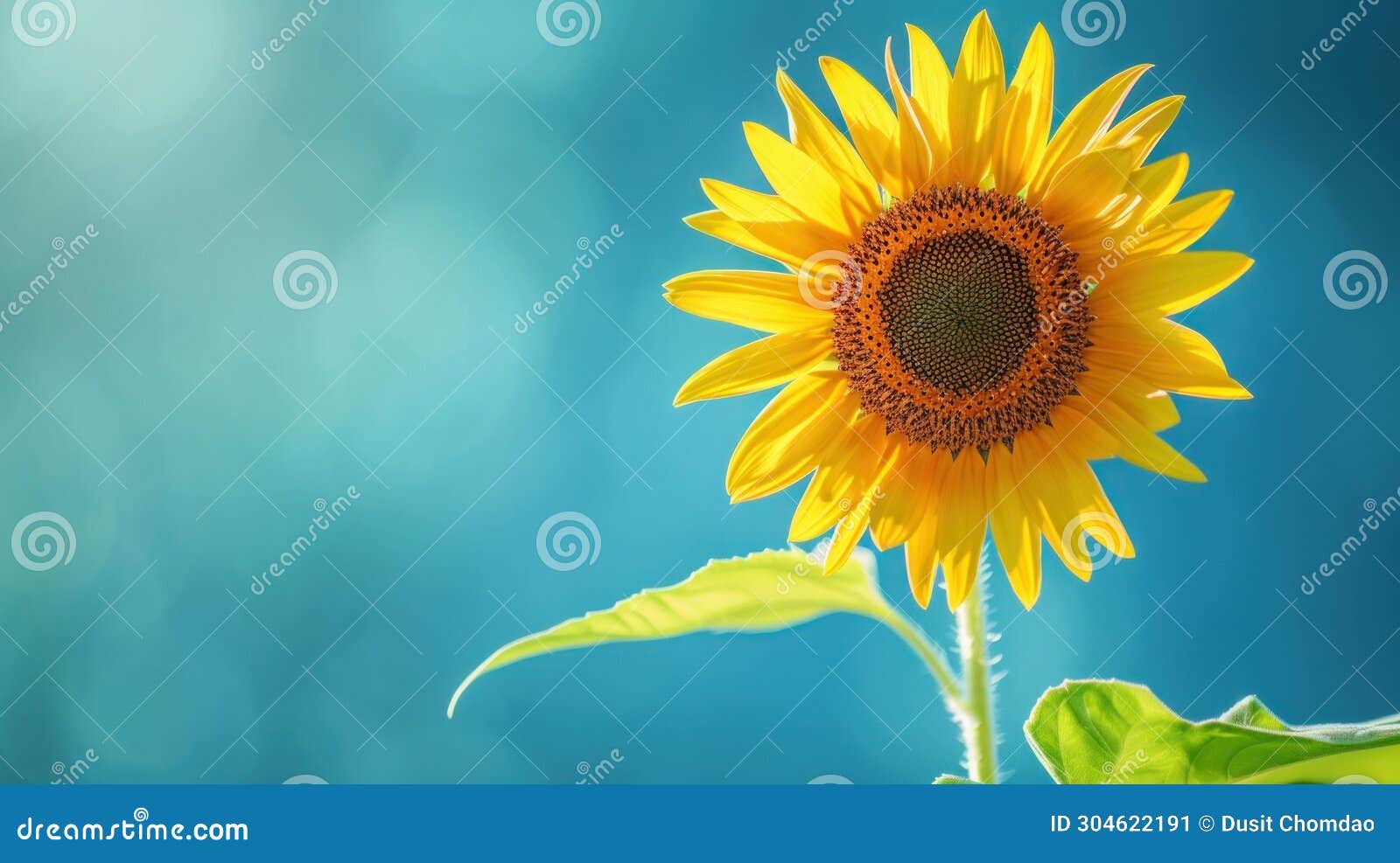 Single Sunflower Blue Color Background. Generative AI Stock ...