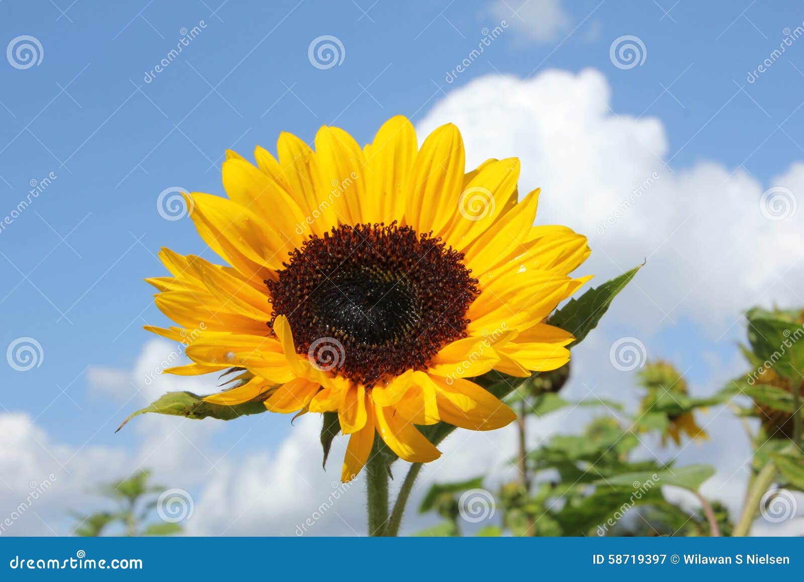 Single sunflower stock image. Image of fresh, blue, sunny - 58719397