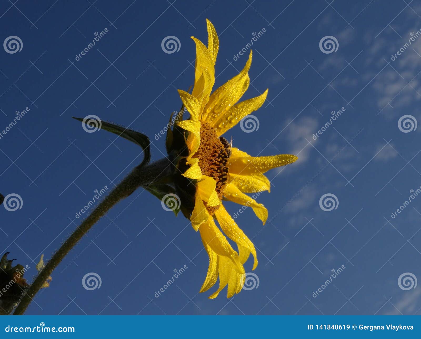 Single Sunflower on a Blue Sky Background Stock Image - Image of sunny ...