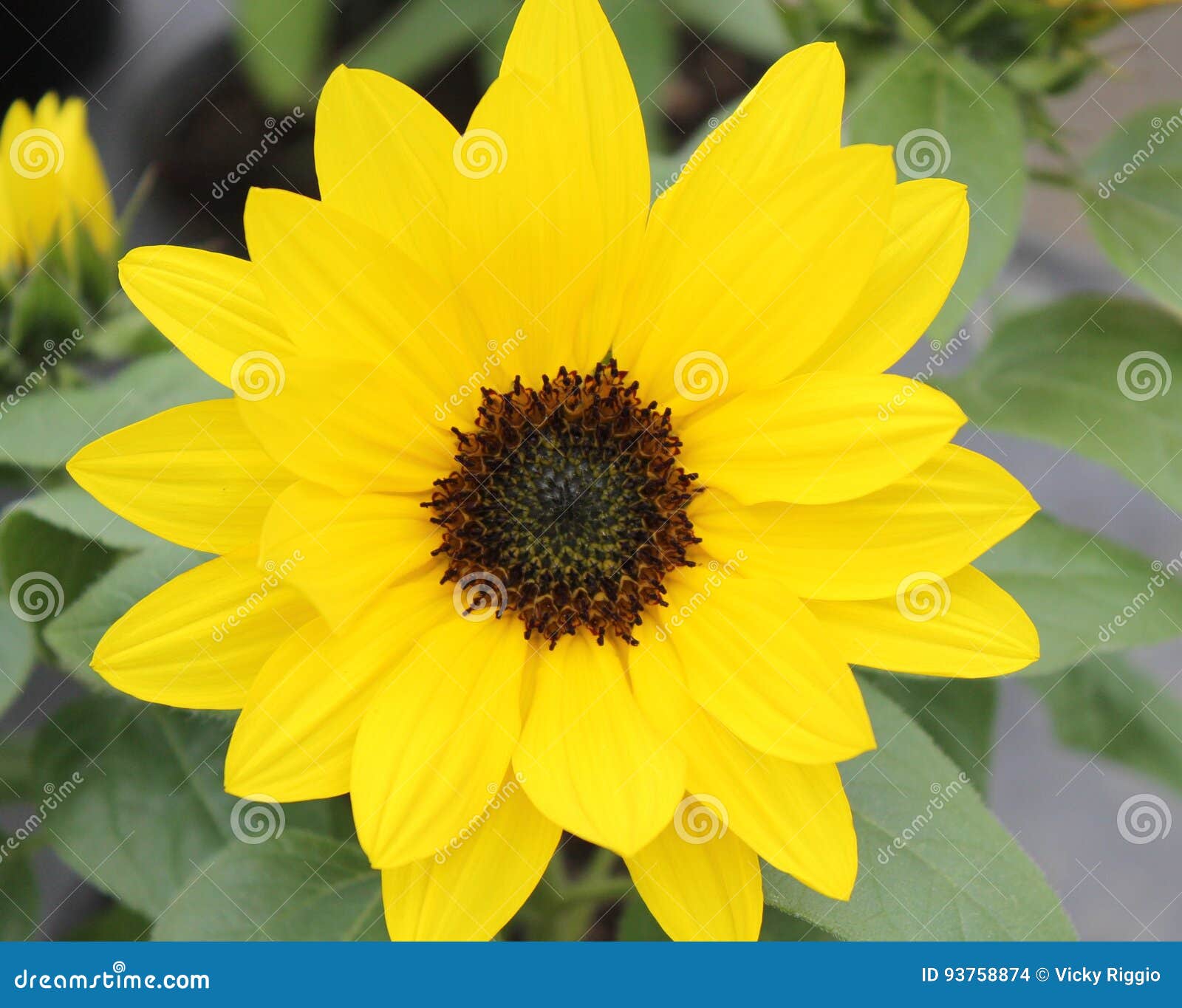 Single Sunflower stock photo. Image of close, riggio - 93758874