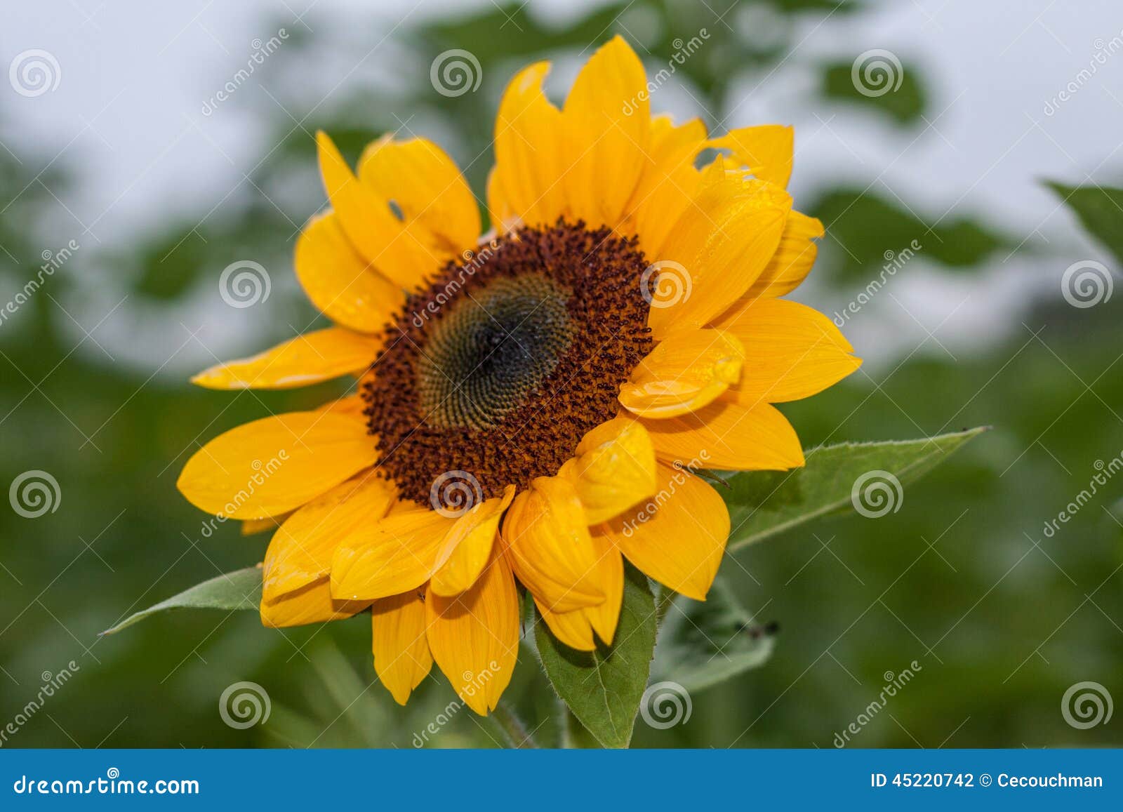 Single Sunflower stock photo. Image of petals, water - 45220742