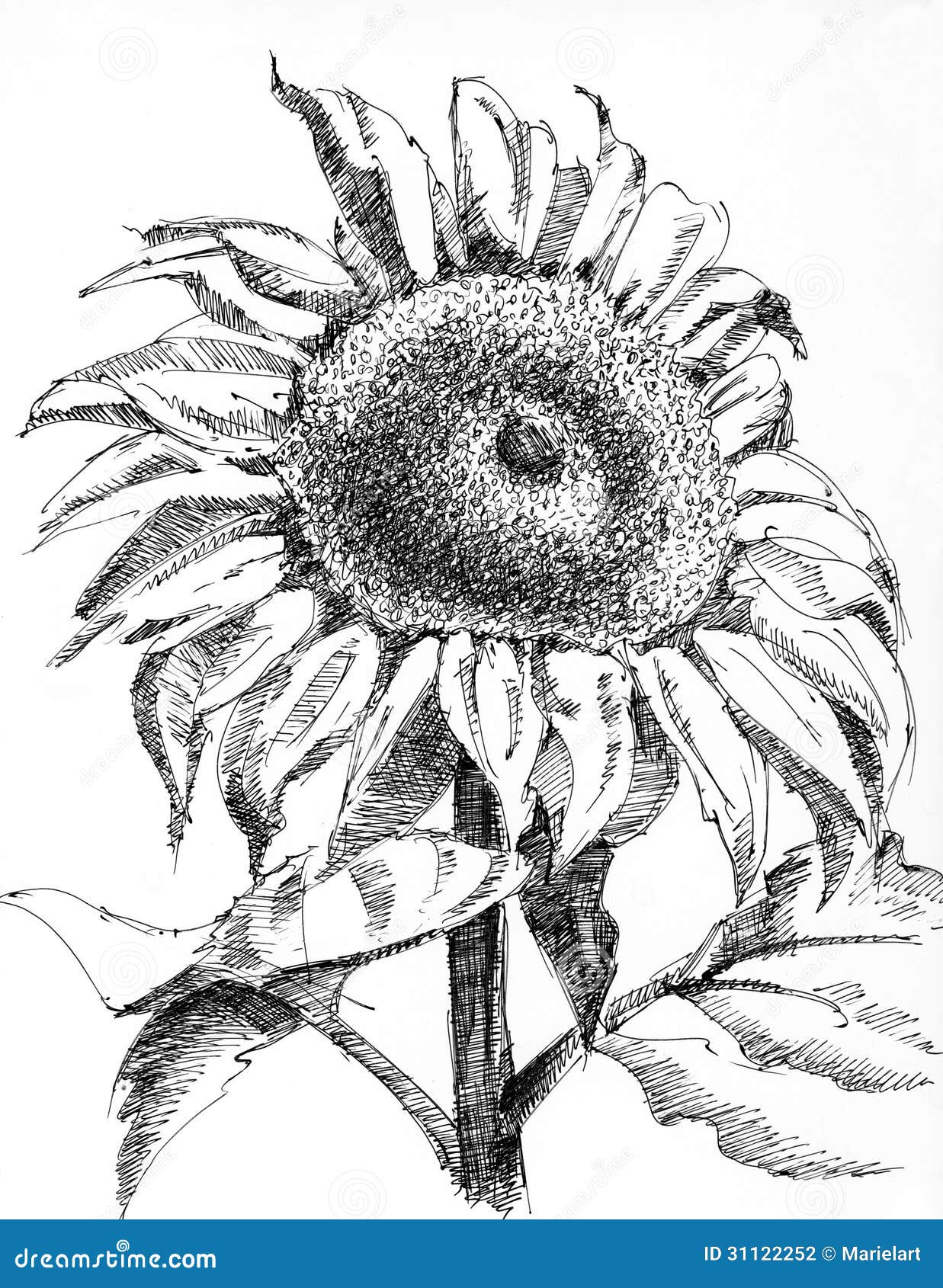 A single sunflower stock illustration. Illustration of life - 31122252