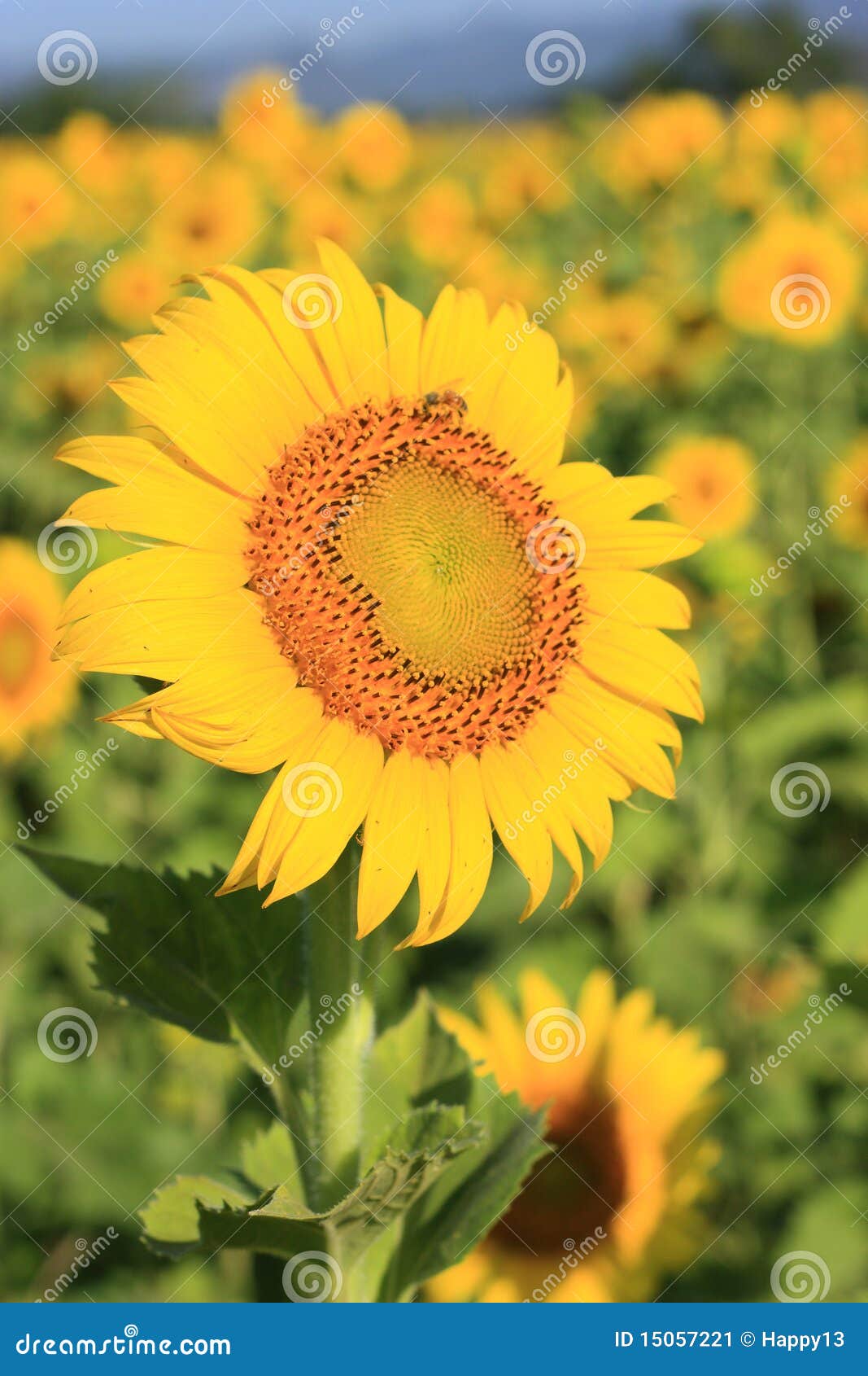 Single SunFlower on field stock image. Image of petal - 15057221