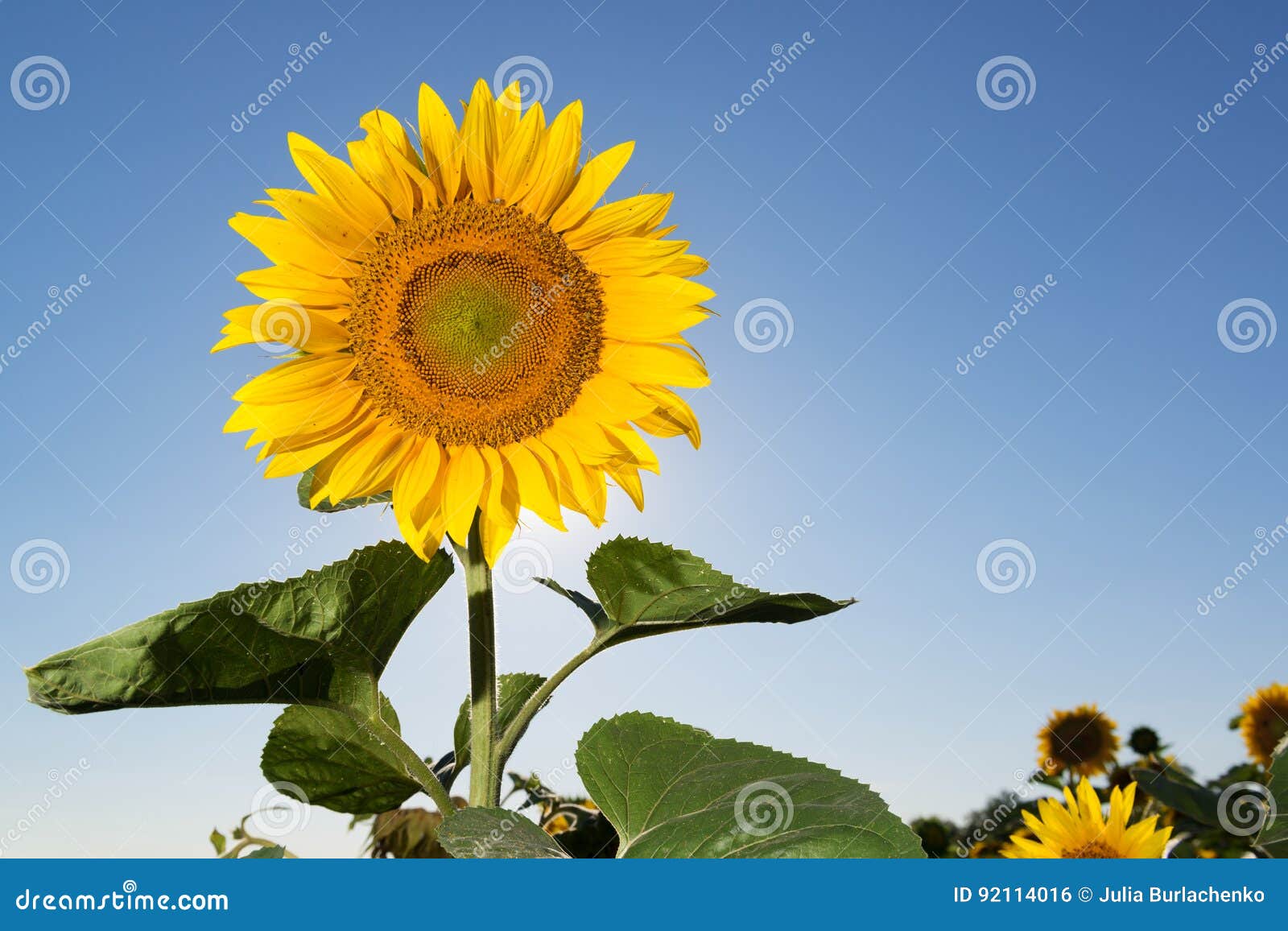 Single Sunflower in the Field Stock Photo - Image of plantation, leaf ...