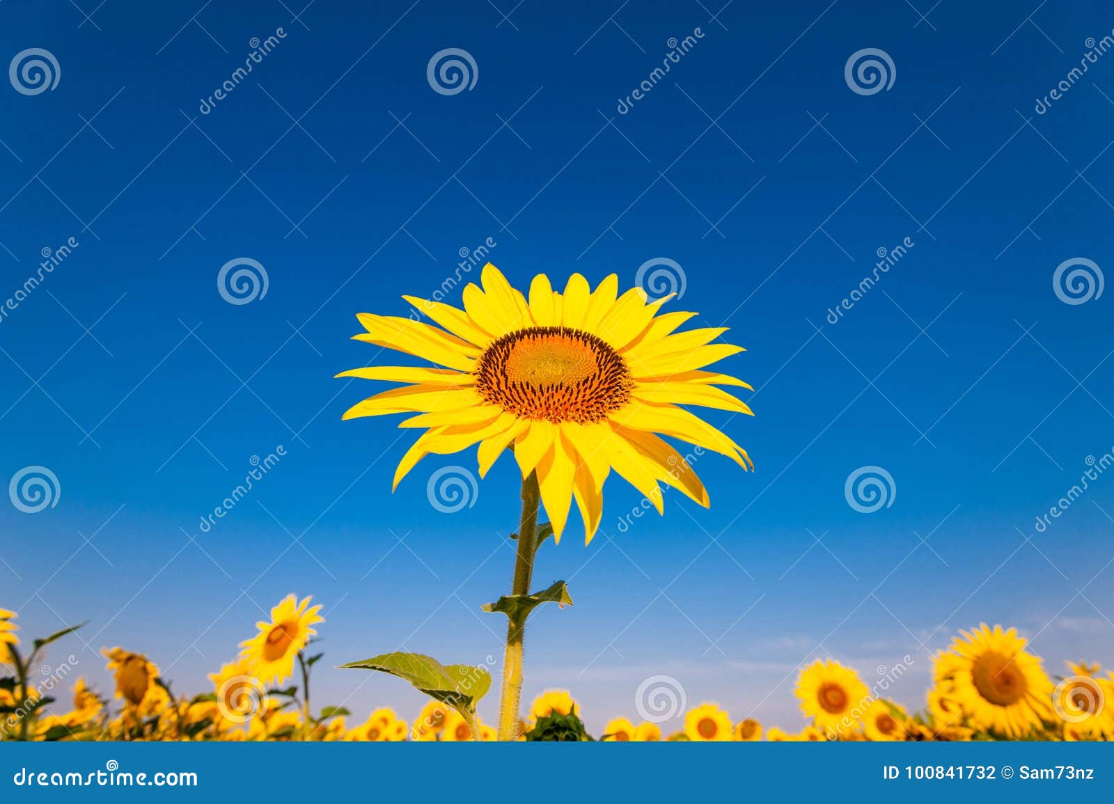 Single Sunflower in Sunflower Field Stock Photo - Image of flower ...