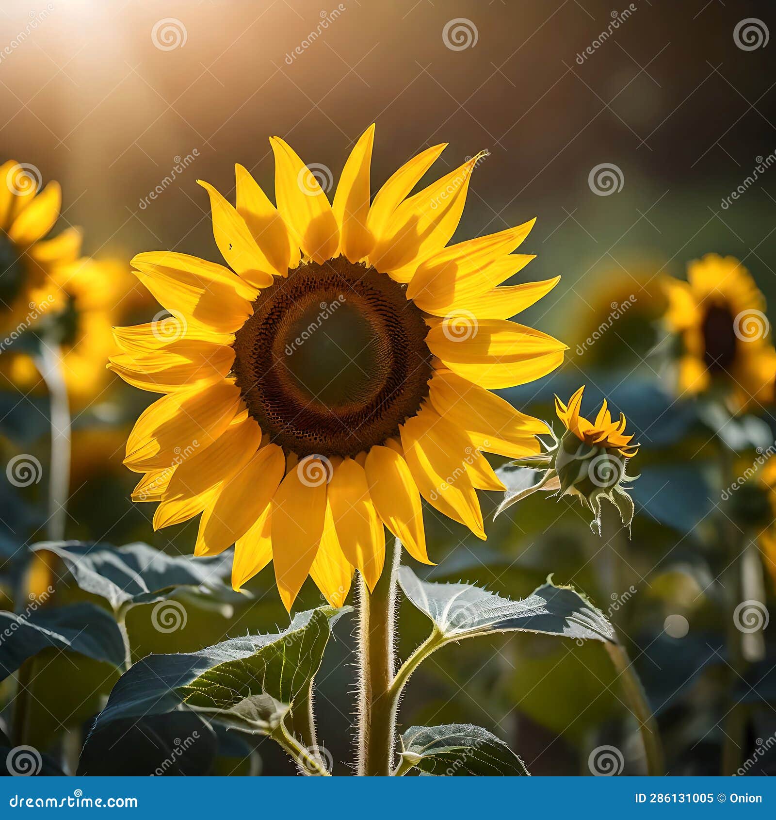 A Single Sunflower - Ai Generated Image Stock Illustration ...