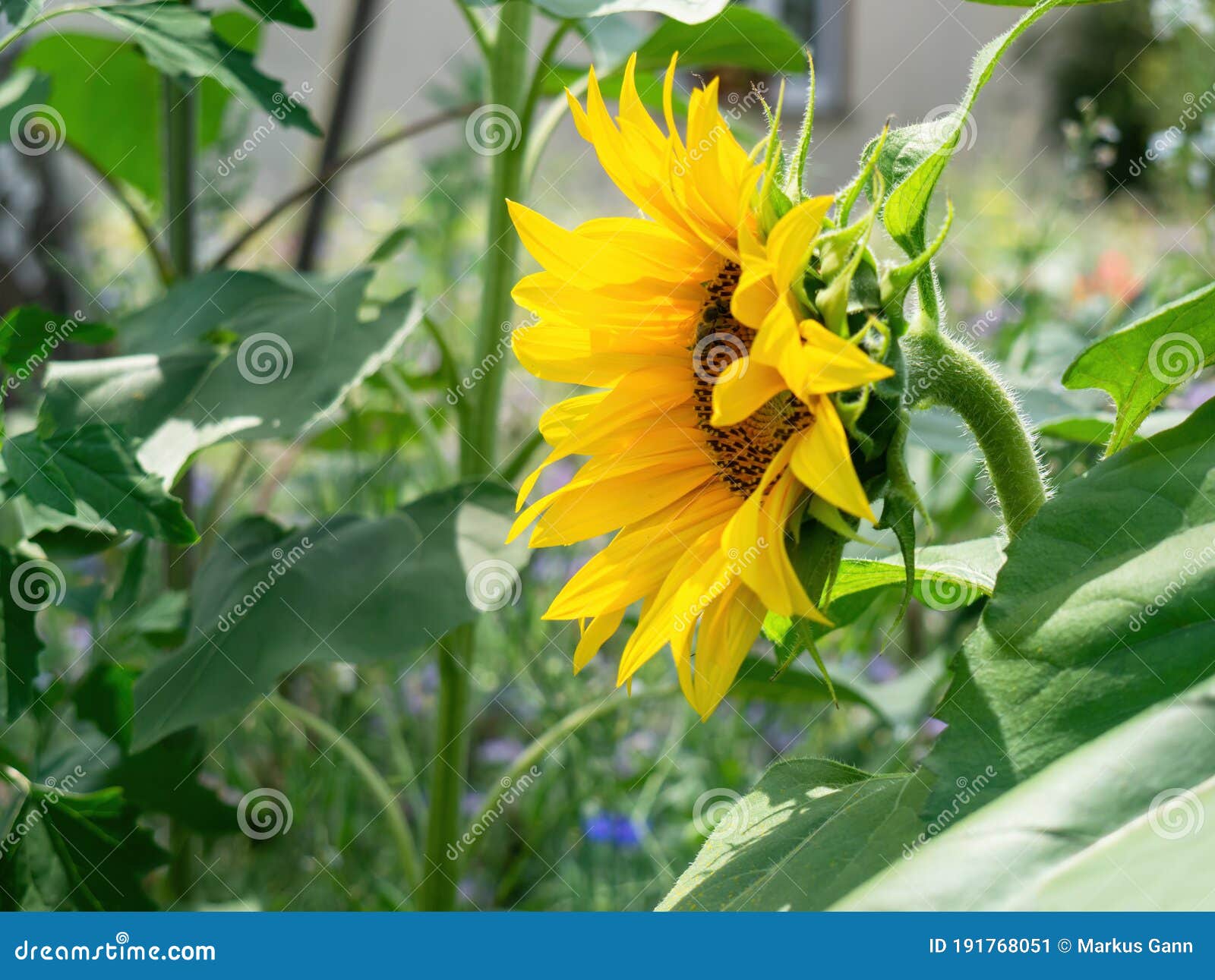 Single Sunflower Or Best Yellow Color Sunflower Royalty-Free Stock ...