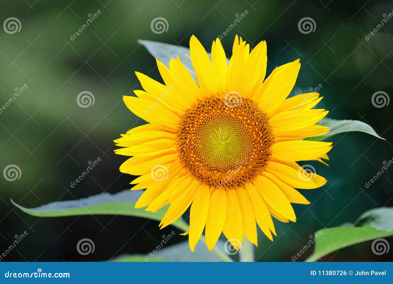 Single Sunflower (helianthus Annuus) Stock Photo - Image of beautiful ...