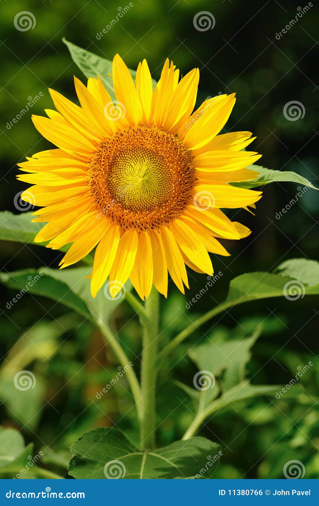 Single Sunflower (helianthus Annuus) Stock Photo - Image of nature ...