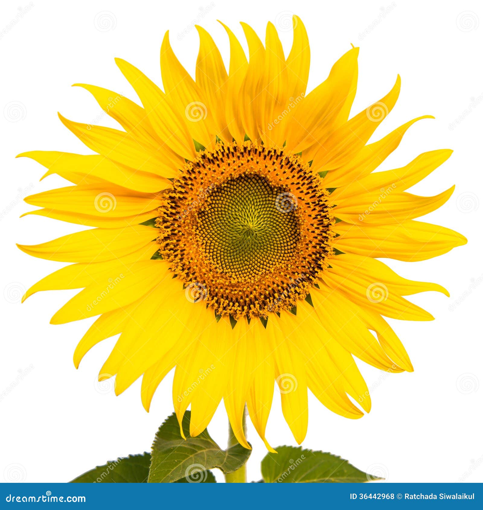 Single sunflower isolated stock photo. Image of colorful - 36442968