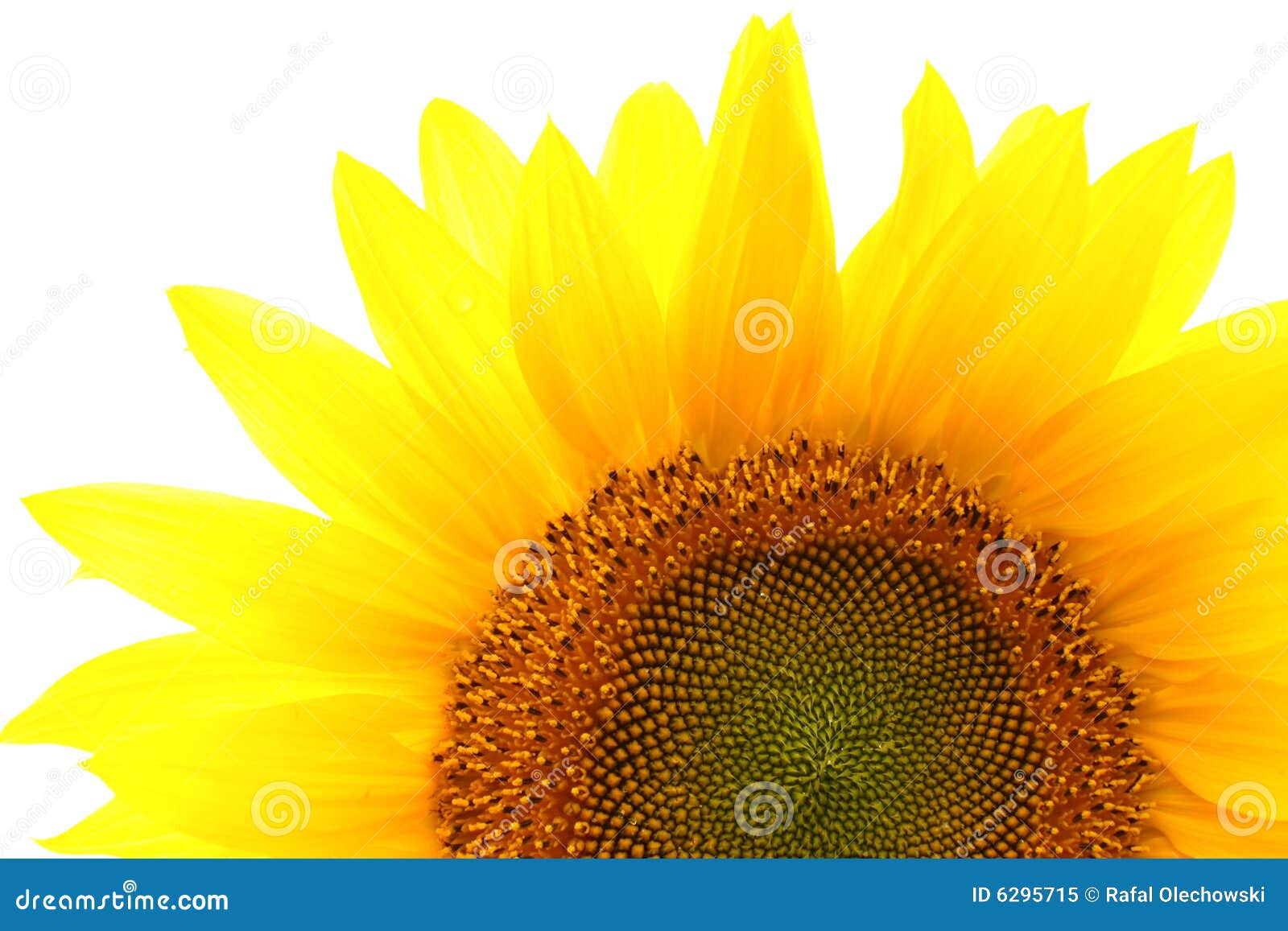 Single Sunflower Isolated on White Stock Image - Image of botany, rural ...