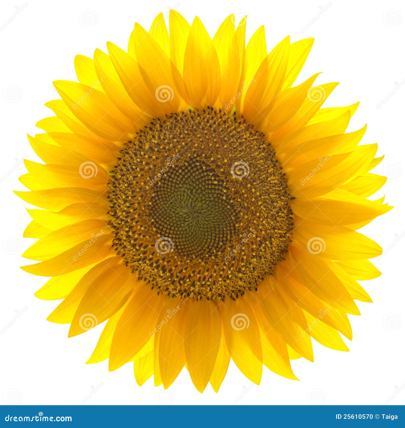 Single Sunflower Isolated on White Background Stock Photo - Image of ...