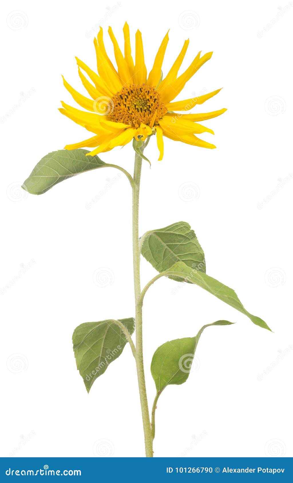 Single Small Isolated Sunflower Stock Photo - Image of nature, leaf ...