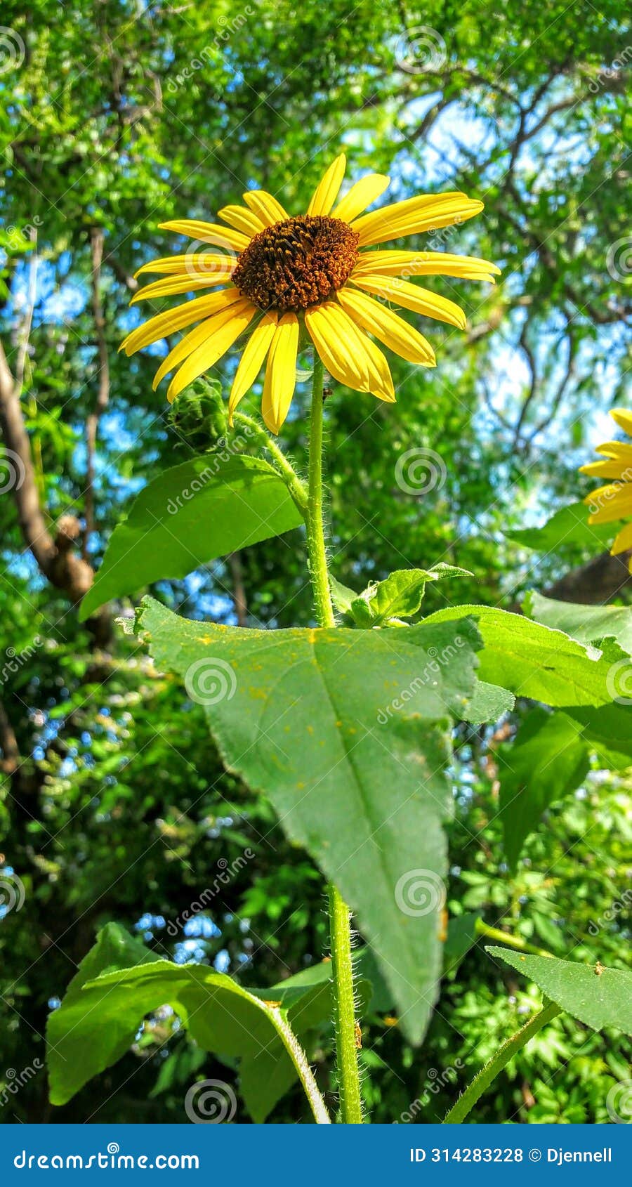 Single Sunflower Standing Tall Stock Photo - Image of tall, nature ...