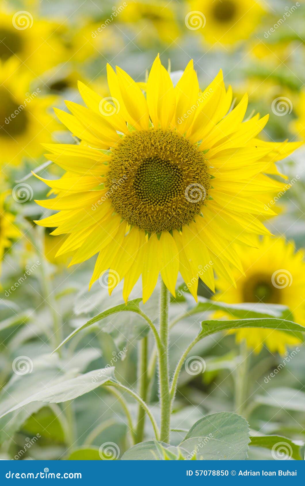 Single Sunflower in Sunflowers Field Stock Photo - Image of earth ...