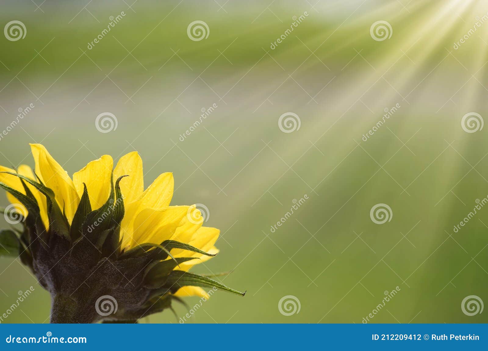 Single Sunflower and the Suns Rays Stock Photo - Image of outdoor ...
