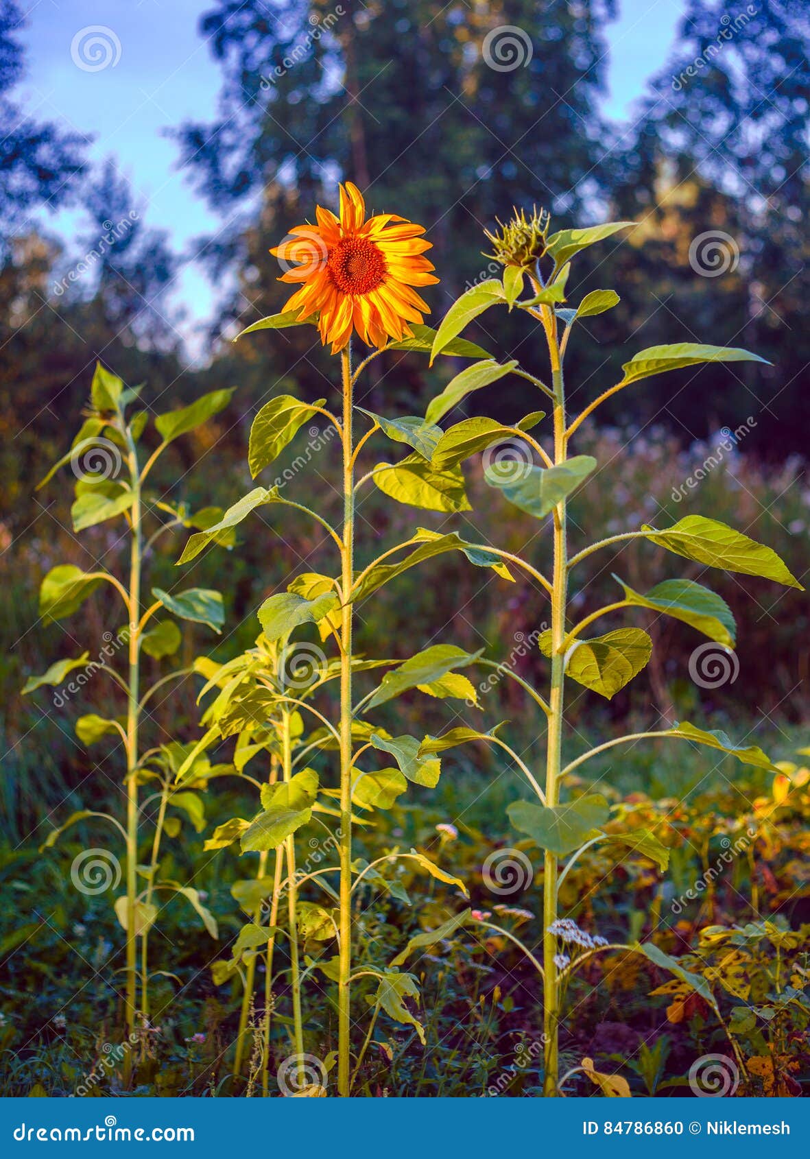 Single sunflower stock photo. Image of plant, morning - 84786860