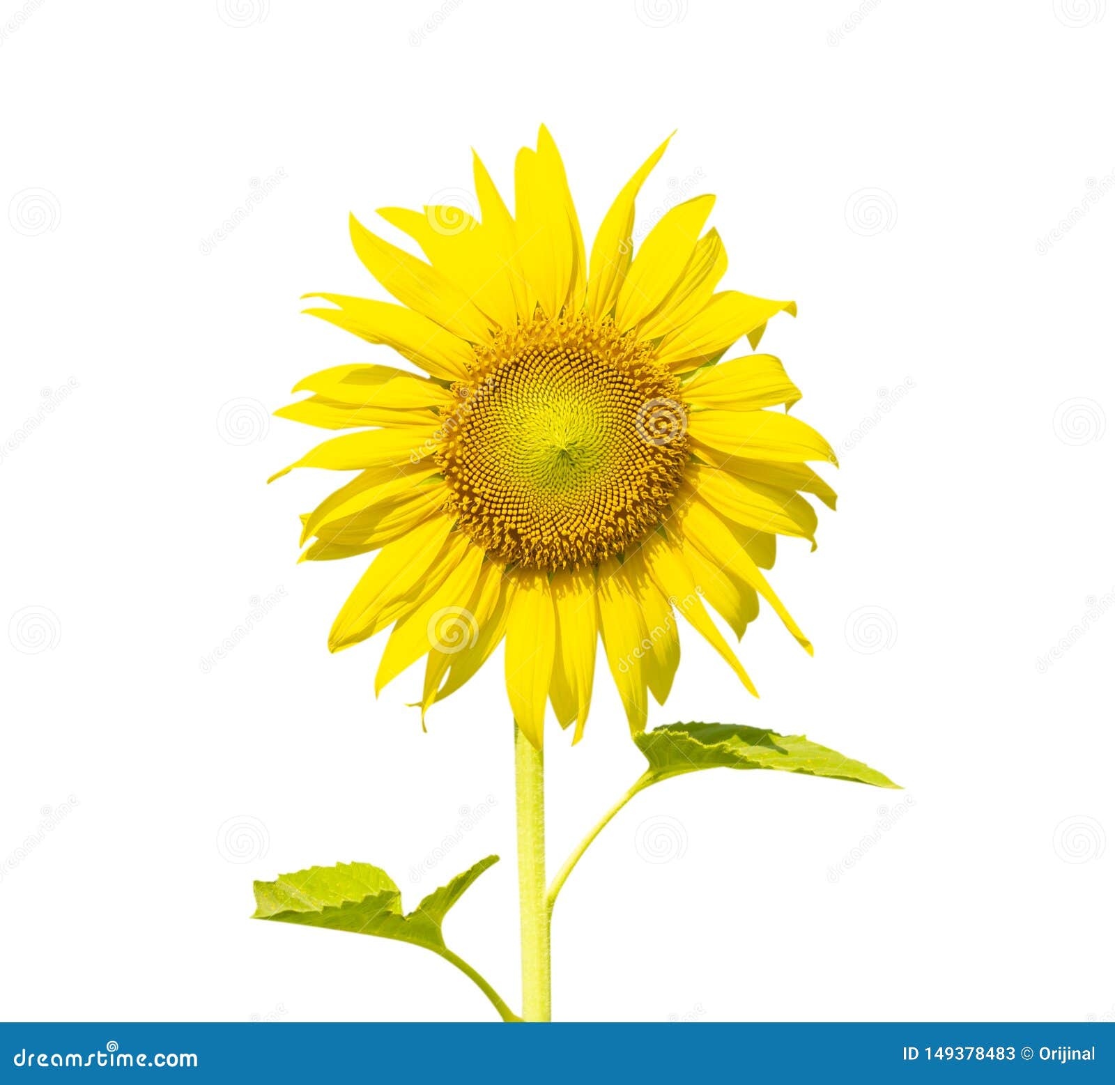 Single Sunflower Tree Isolated on White Background Stock Image - Image ...