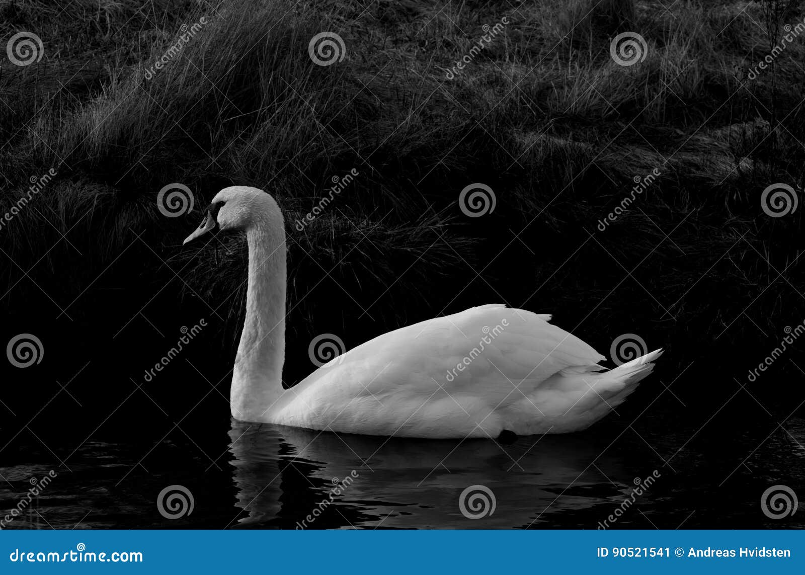 Single Swan B&W stock image. Image of detail, single - 90521541