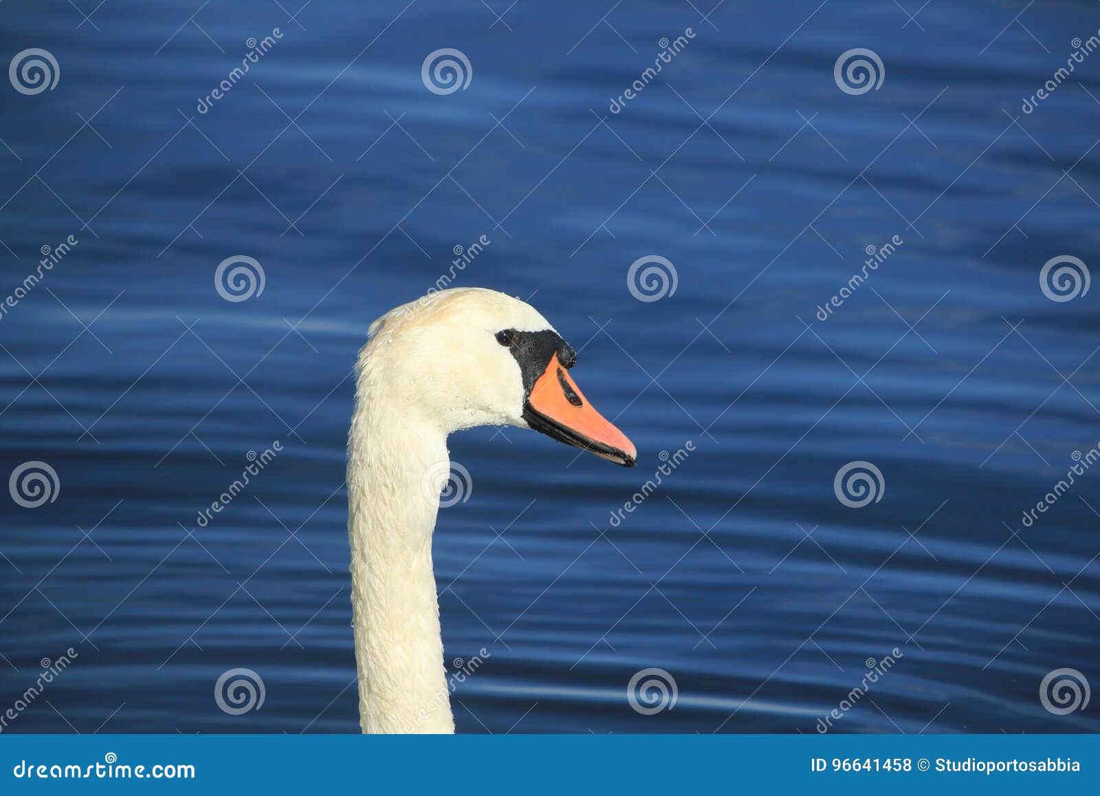 A Single swan stock photo. Image of swimming, mirror - 96641458