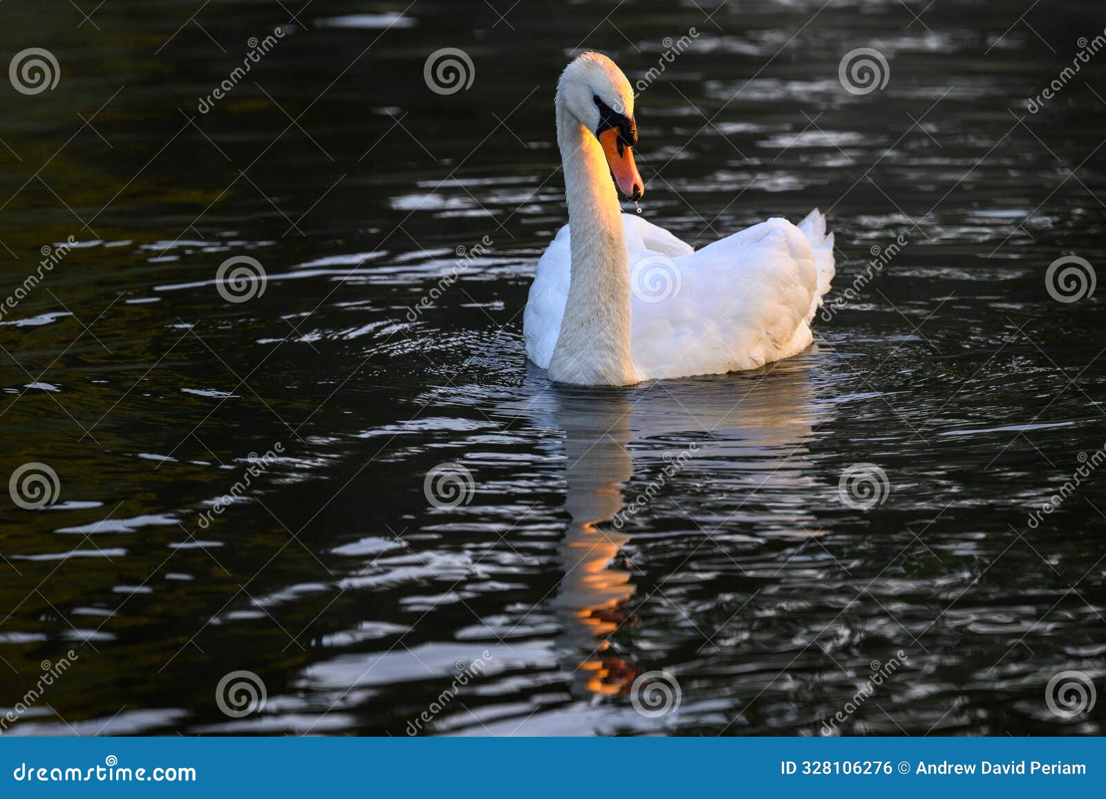 Single Swan at Sunrise on the River Avon Stock Photo - Image of beauty ...