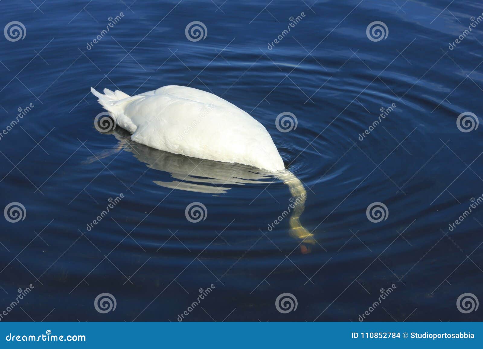 A Single swan stock photo. Image of plumage, nature - 110852784