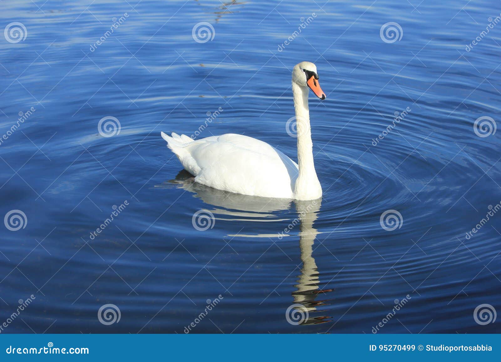 A Single swan stock image. Image of reflection, pure - 95270499