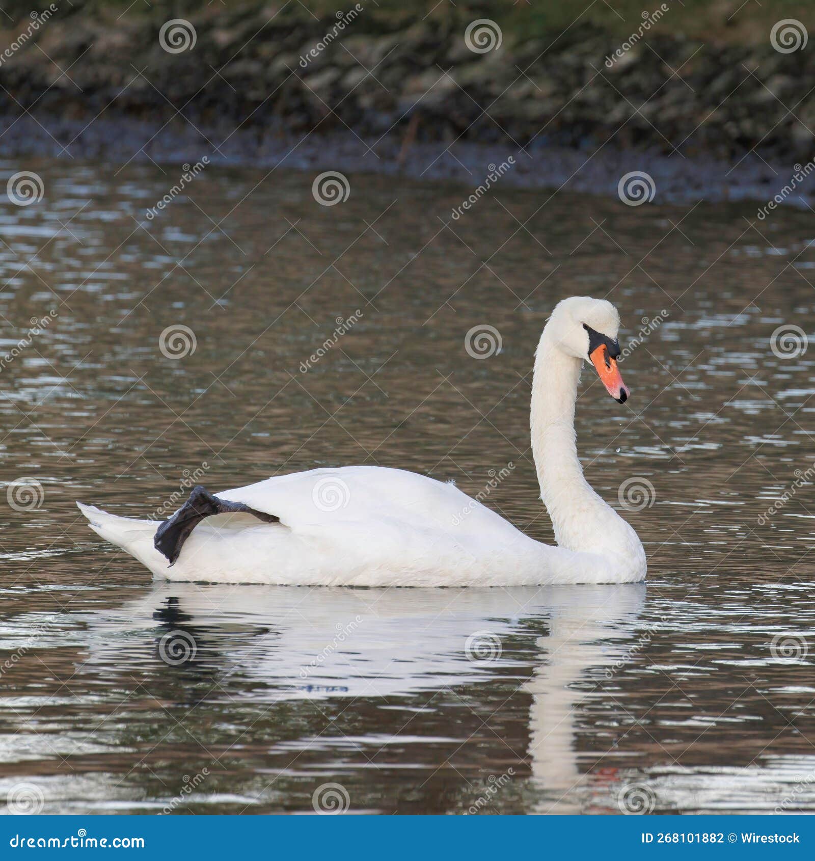 Single Swan Swimming on the River Stock Photo - Image of nature, bird ...