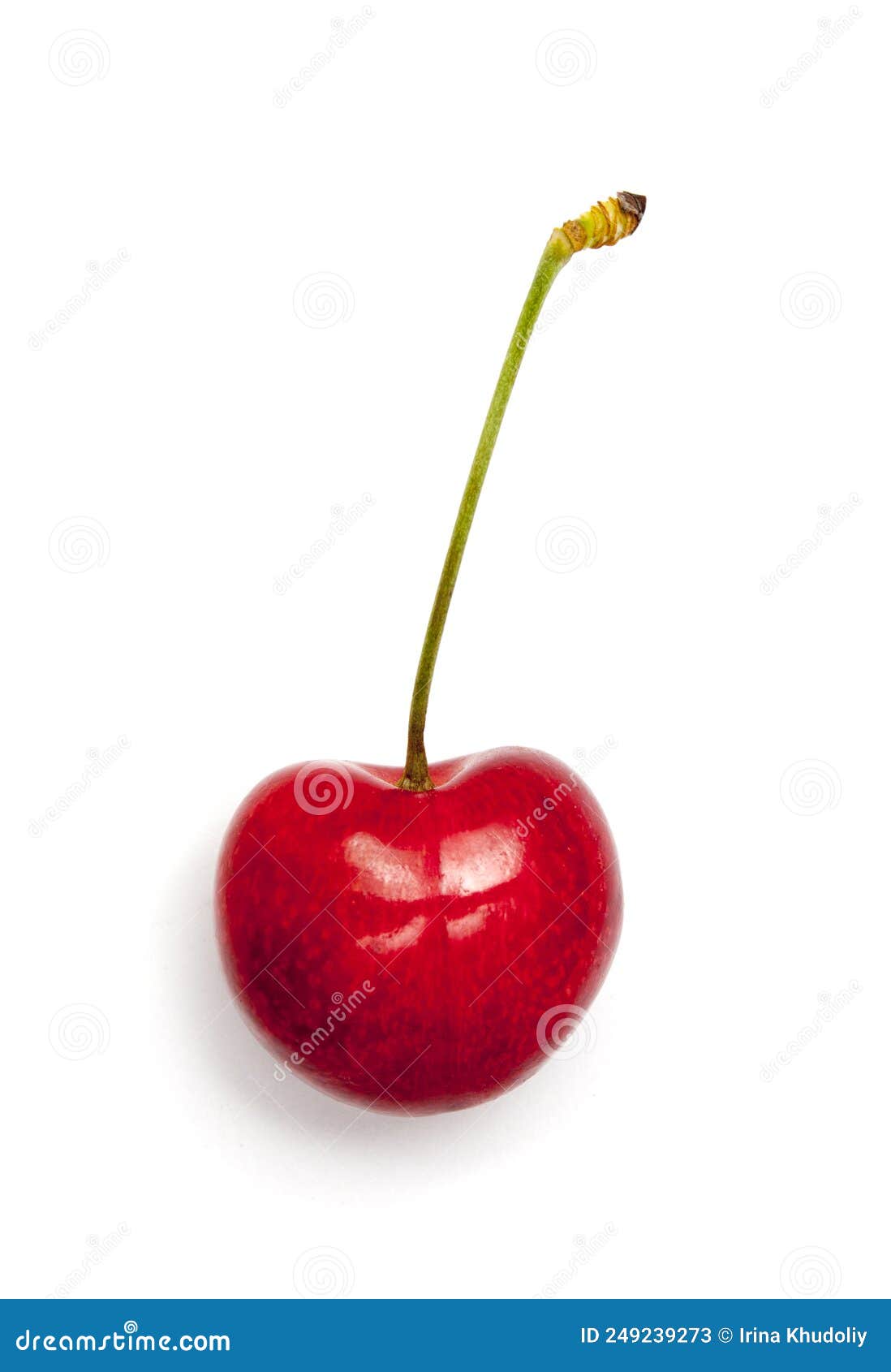 Single sweet cherry stock image. Image of isolated, food - 249239273